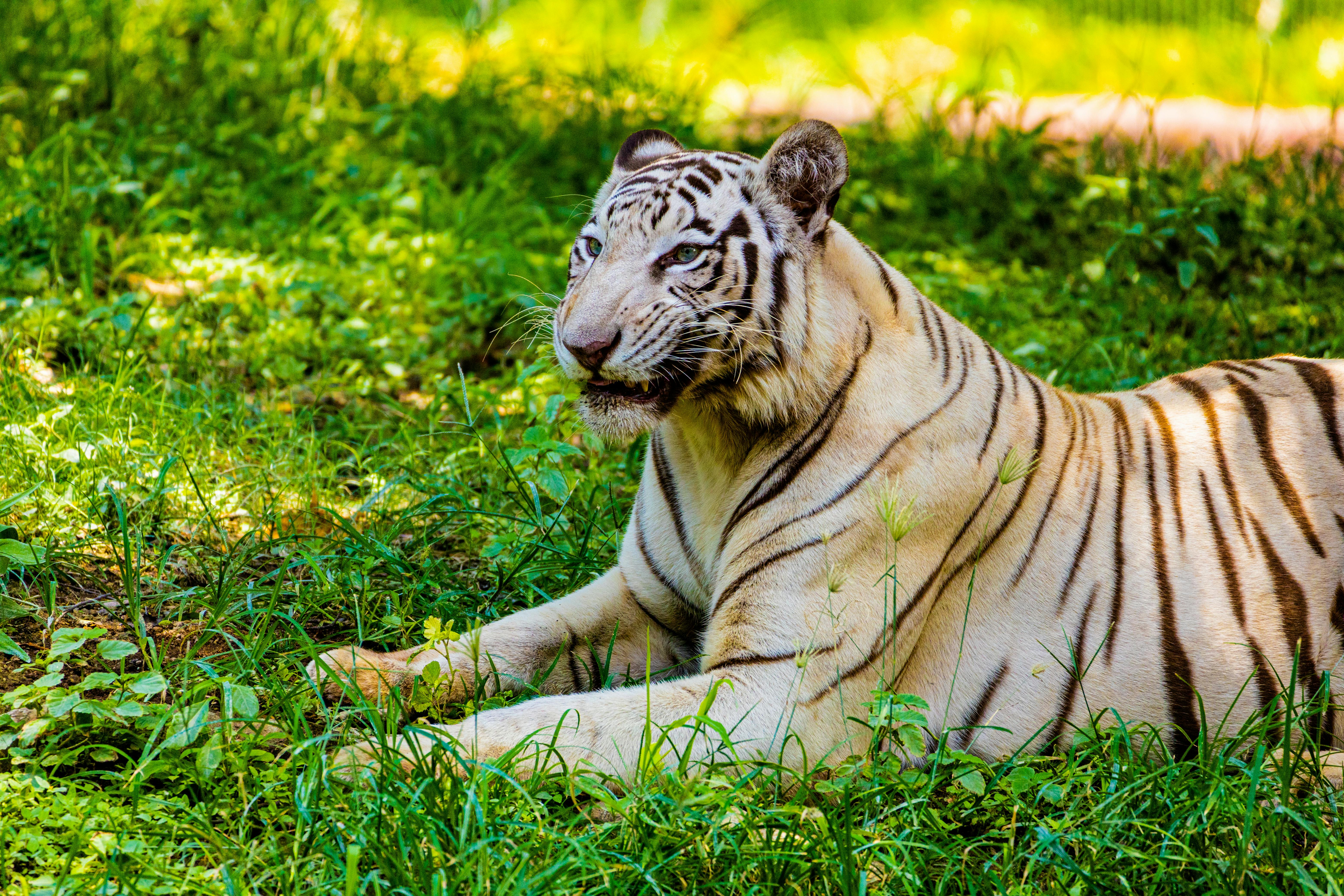 Majestuoso Tigre Blanco Descansando En Una Exuberante Vegetación · Foto ...