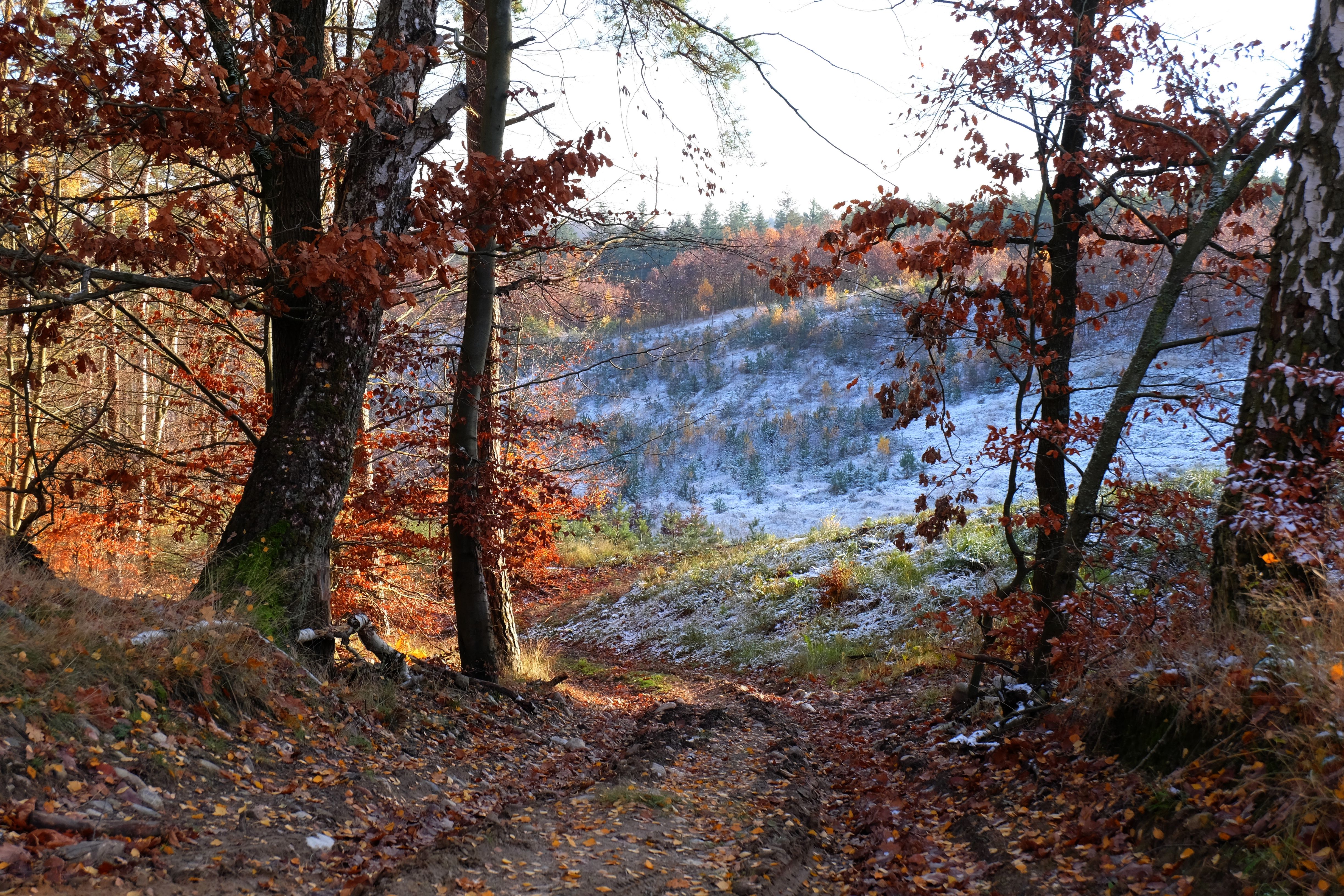 Scenic Autumn Forest Path with First Snow · Free Stock Photo