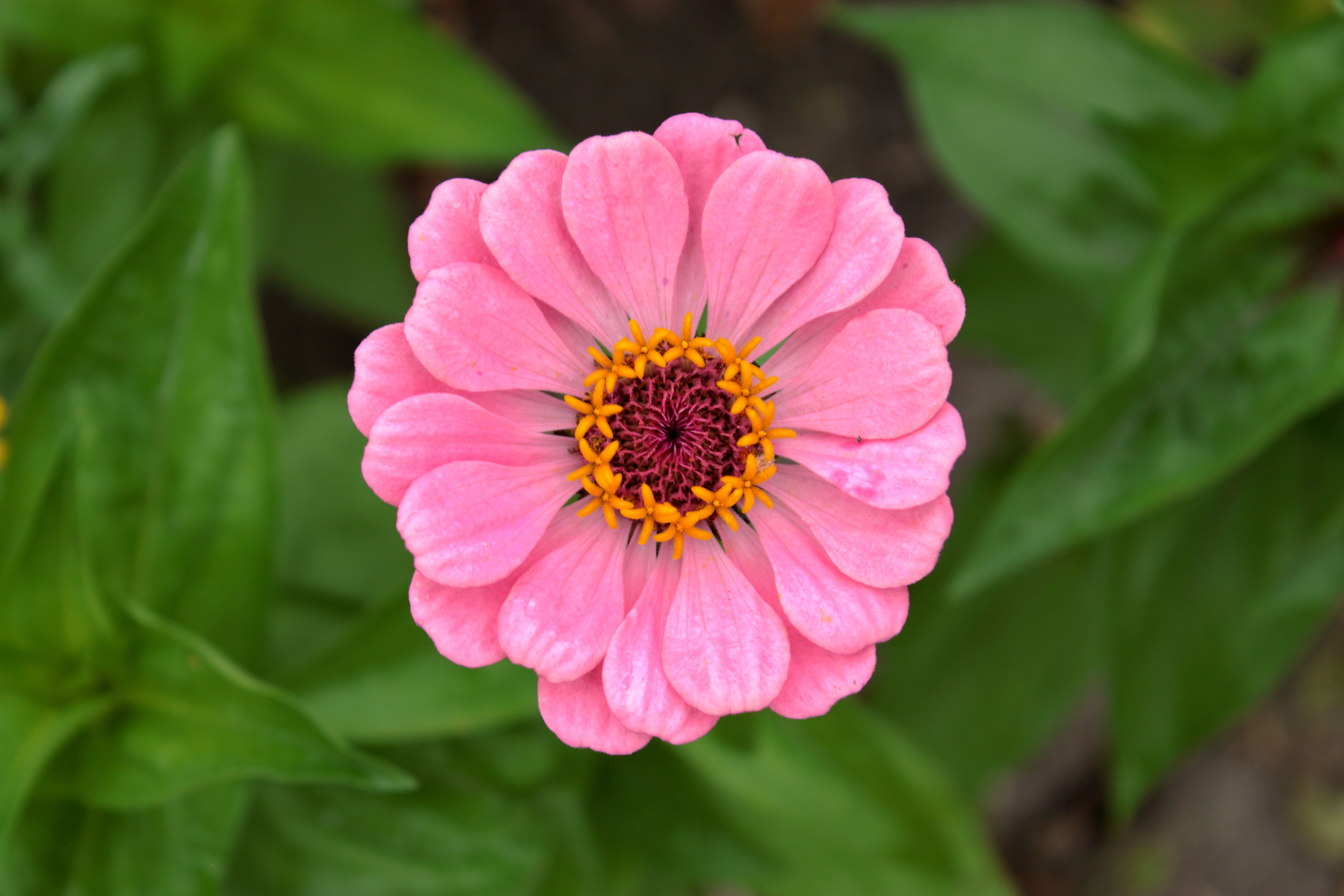 Close-up of Pink Zinnia Flower in Garden · Free Stock Photo