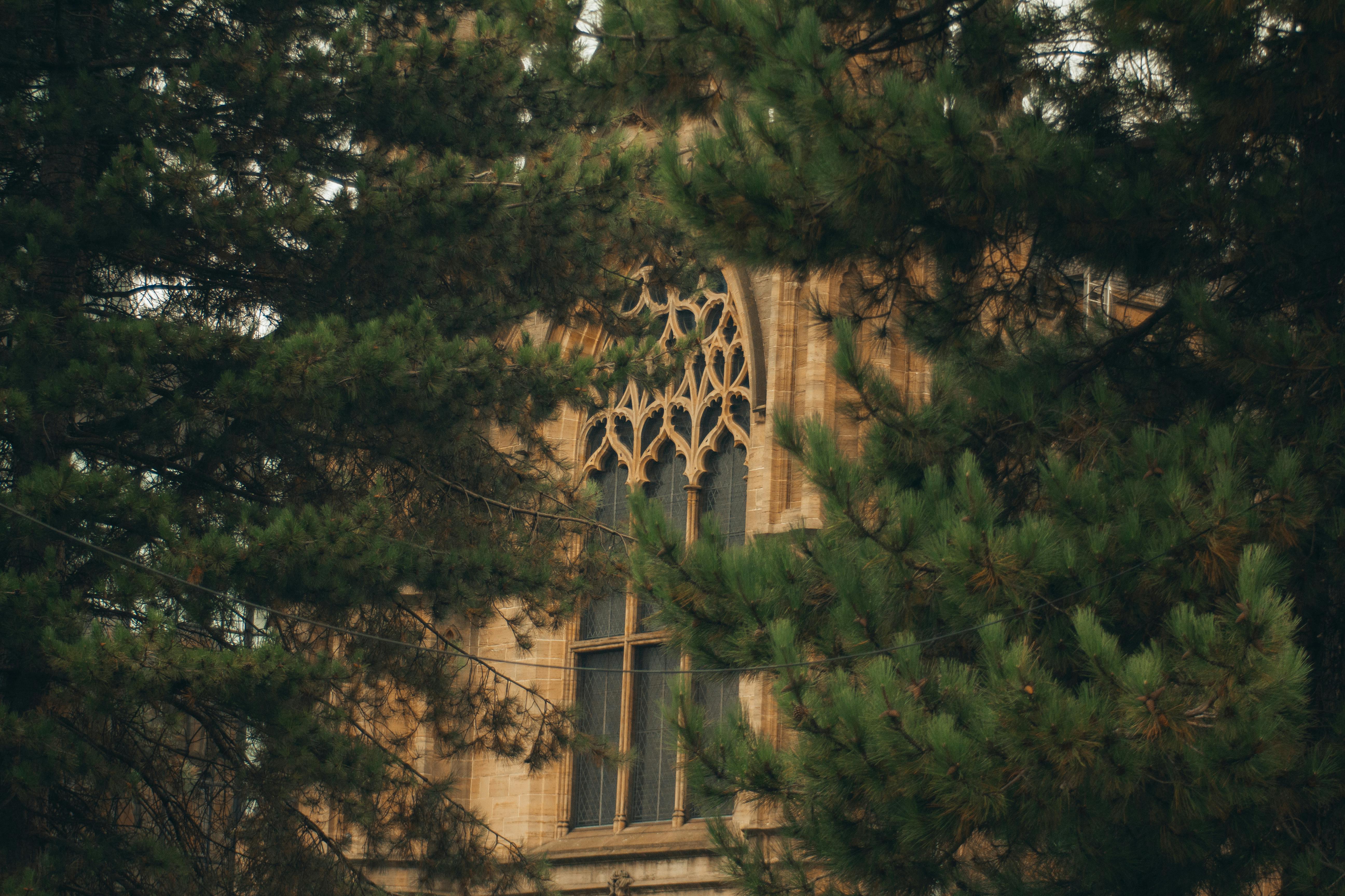 Gothic Church Window Behind Pine Trees · Free Stock Photo