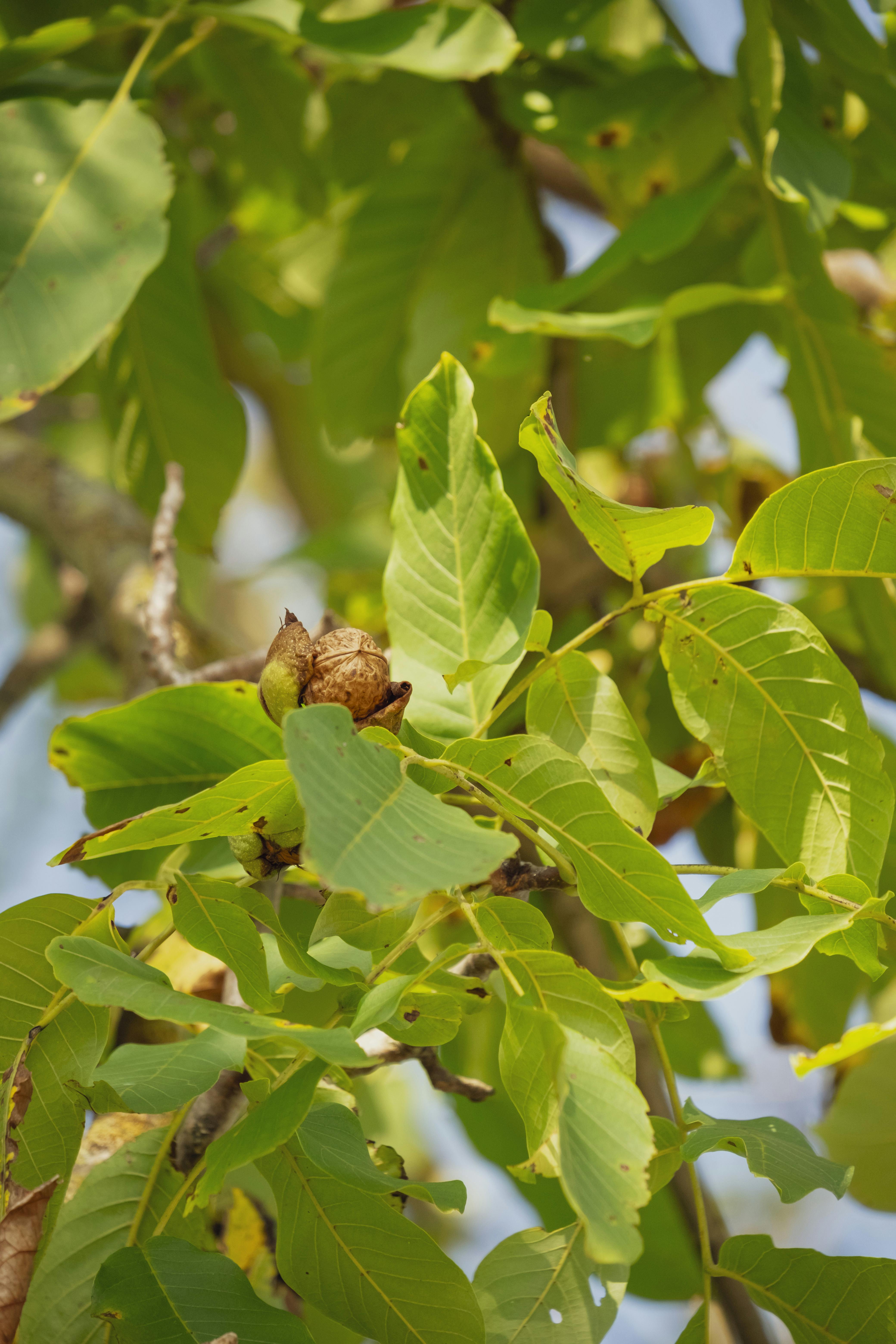 Fresh Walnut Tree Foliage in Autumn Light · Free Stock Photo