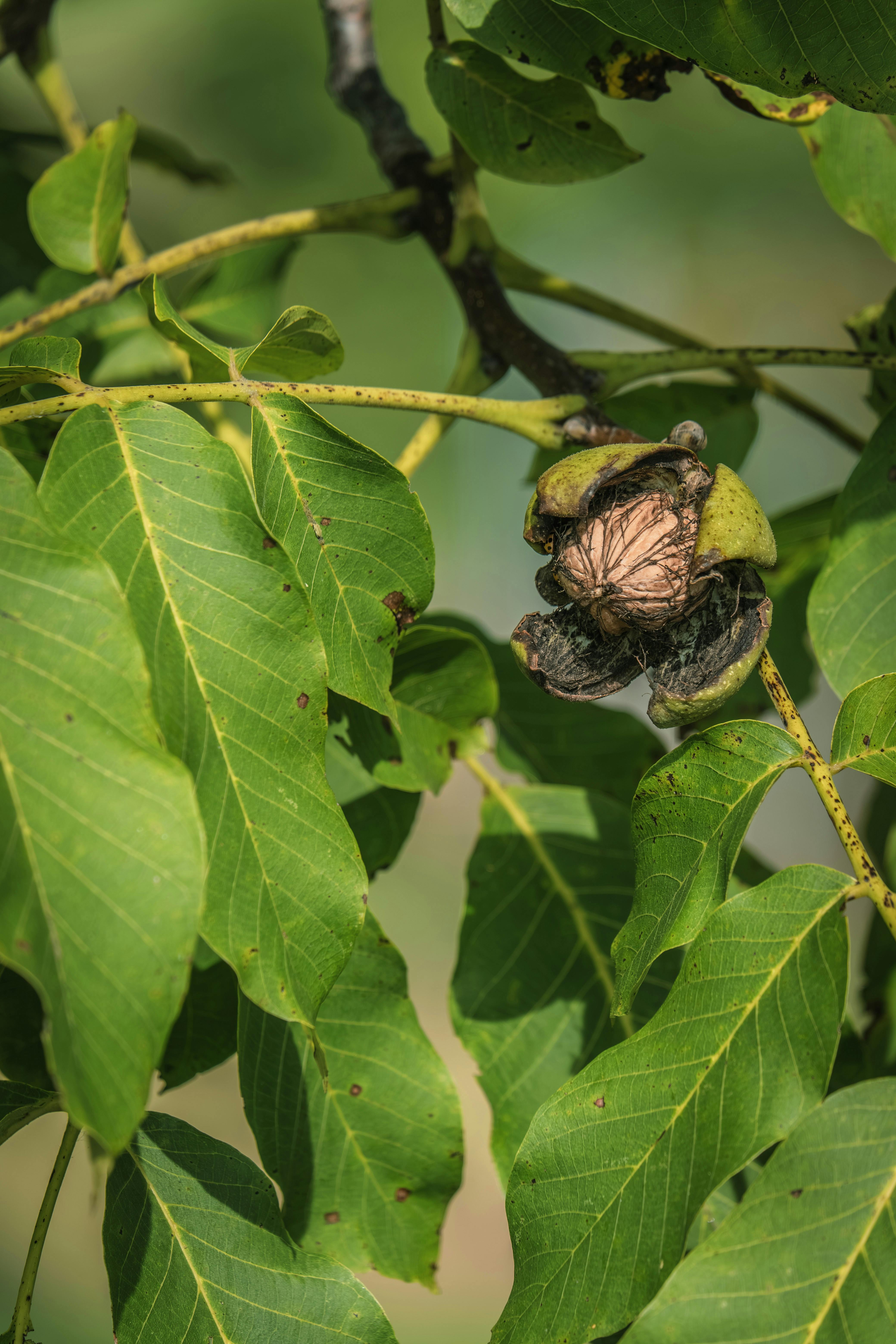 Ripe Walnut on Walnut Tree Branch in Autumn · Free Stock Photo