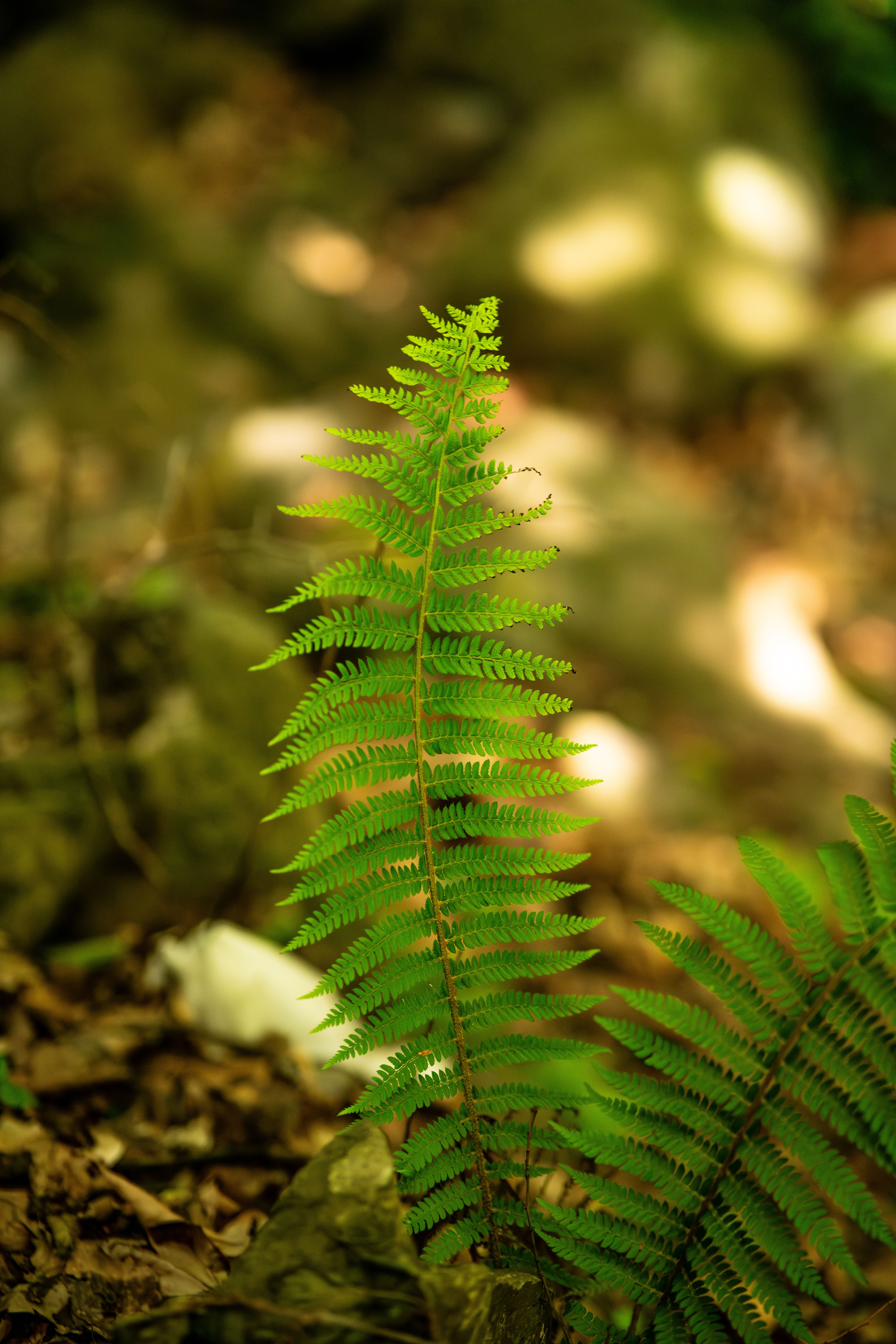 Imagini Fern Photos, Download The BEST Free Imagini Fern Stock Photos ...