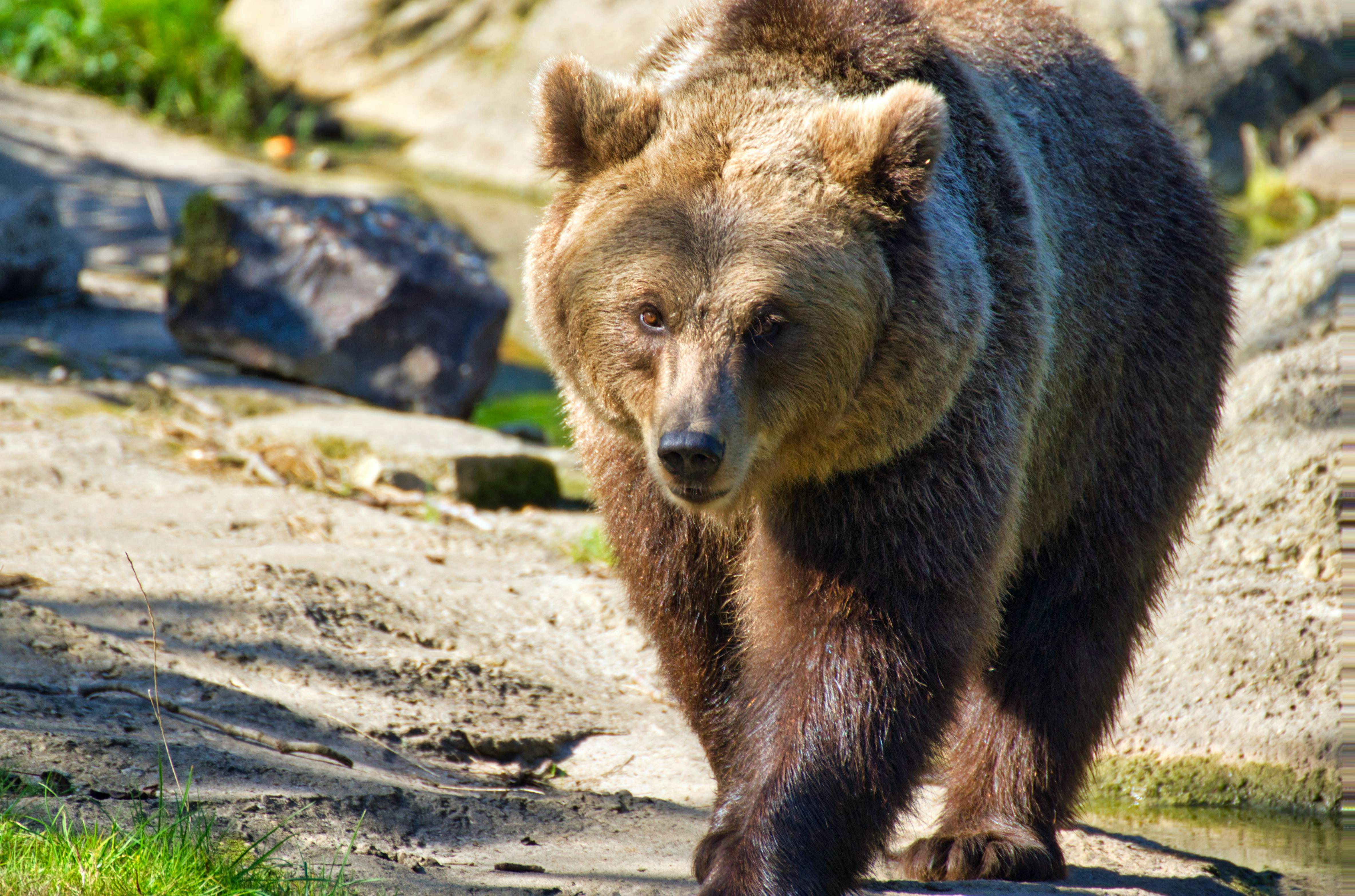 Majestic Brown Bear in Natural Habitat · Free Stock Photo