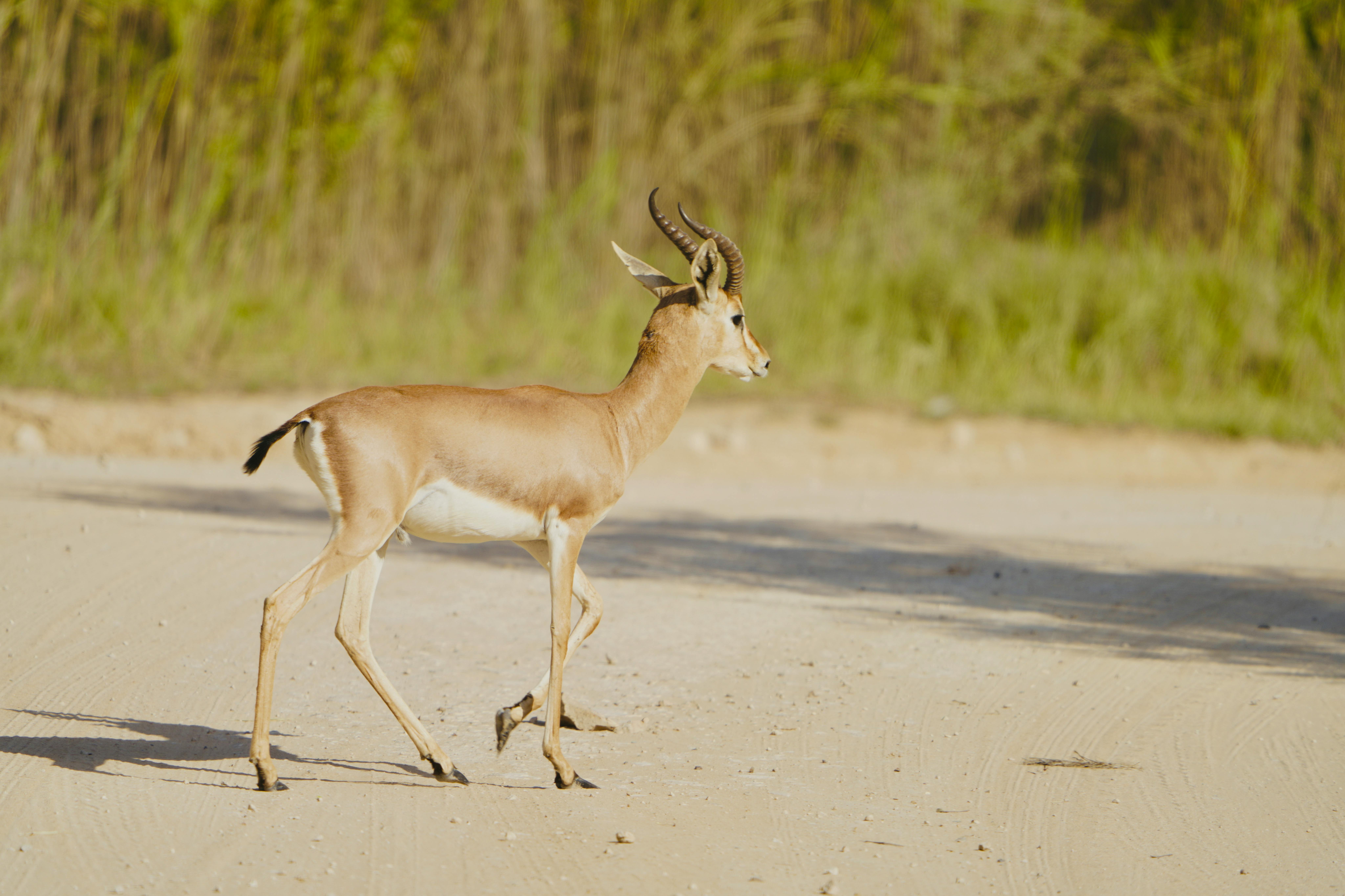 Graceful gazelle crossing sandy path in the wild · Free Stock Photo