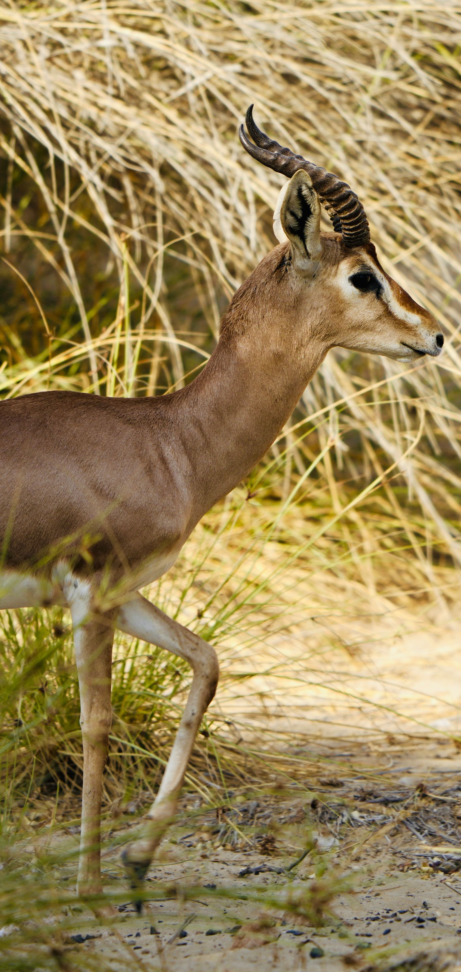 Gazelle Photos, Download The BEST Free Gazelle Stock Photos & HD Images