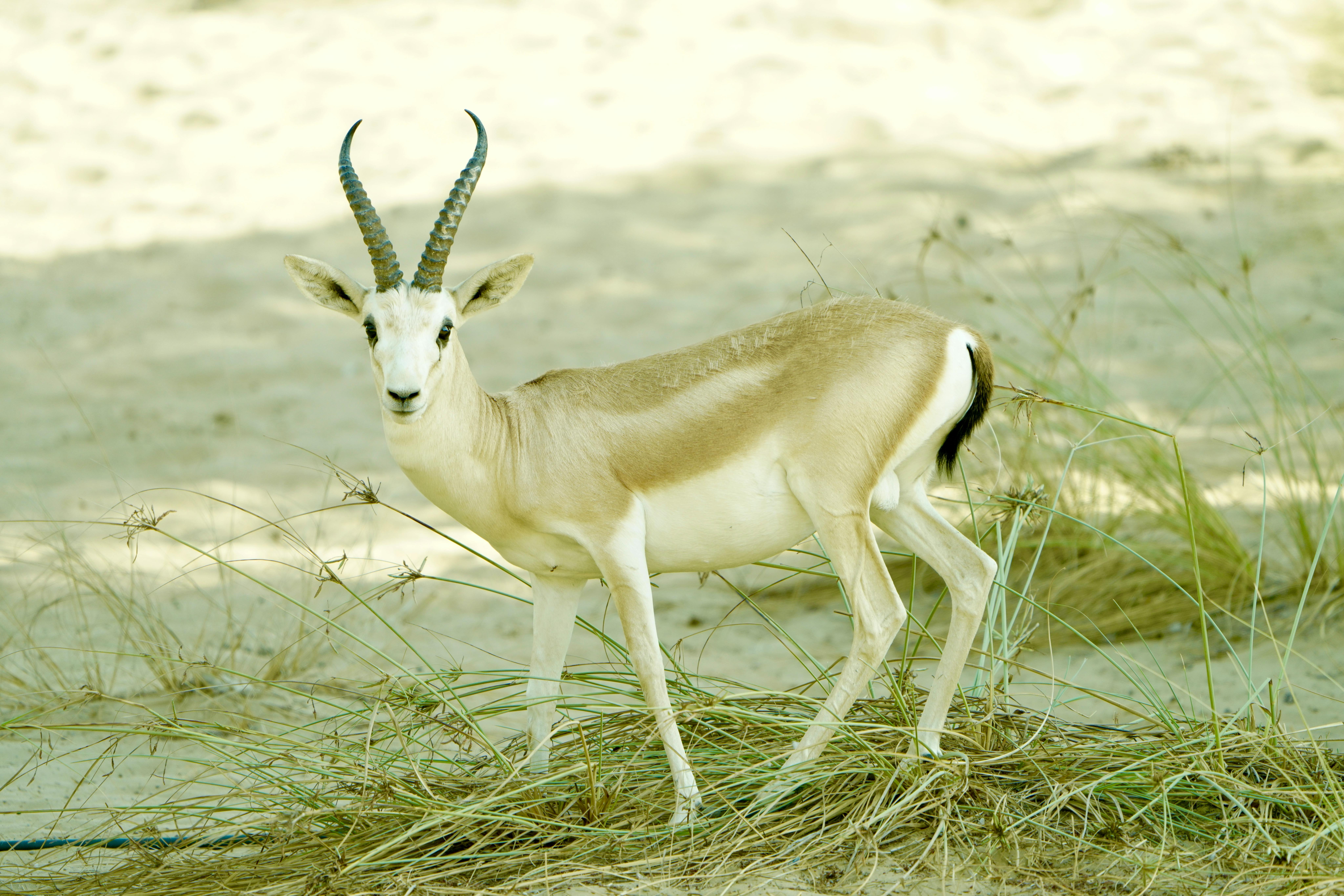 Close-up of Arabian Sand Gazelle in Desert Habitat · Free Stock Photo