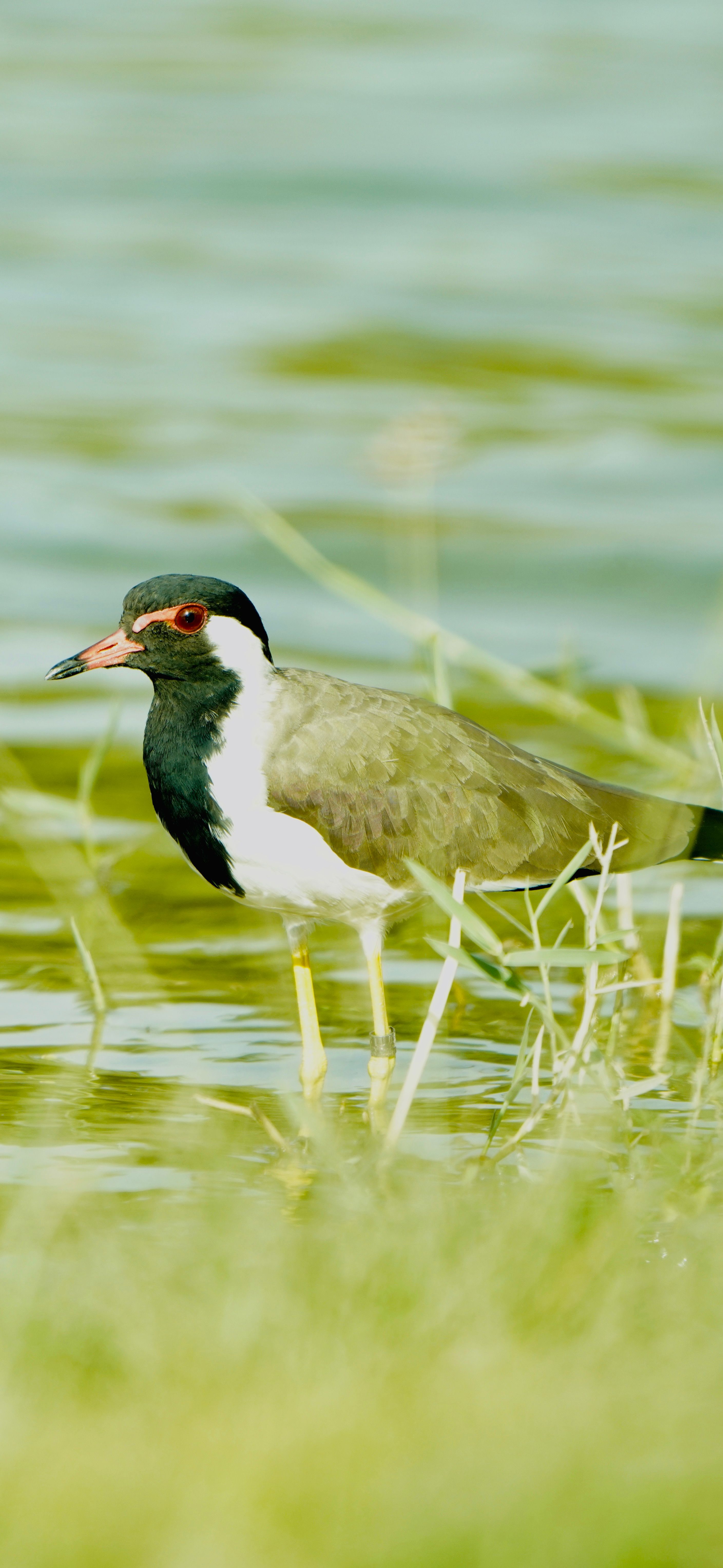 Red-Wattled Lapwing in Natural Habitat by Water · Free Stock Photo