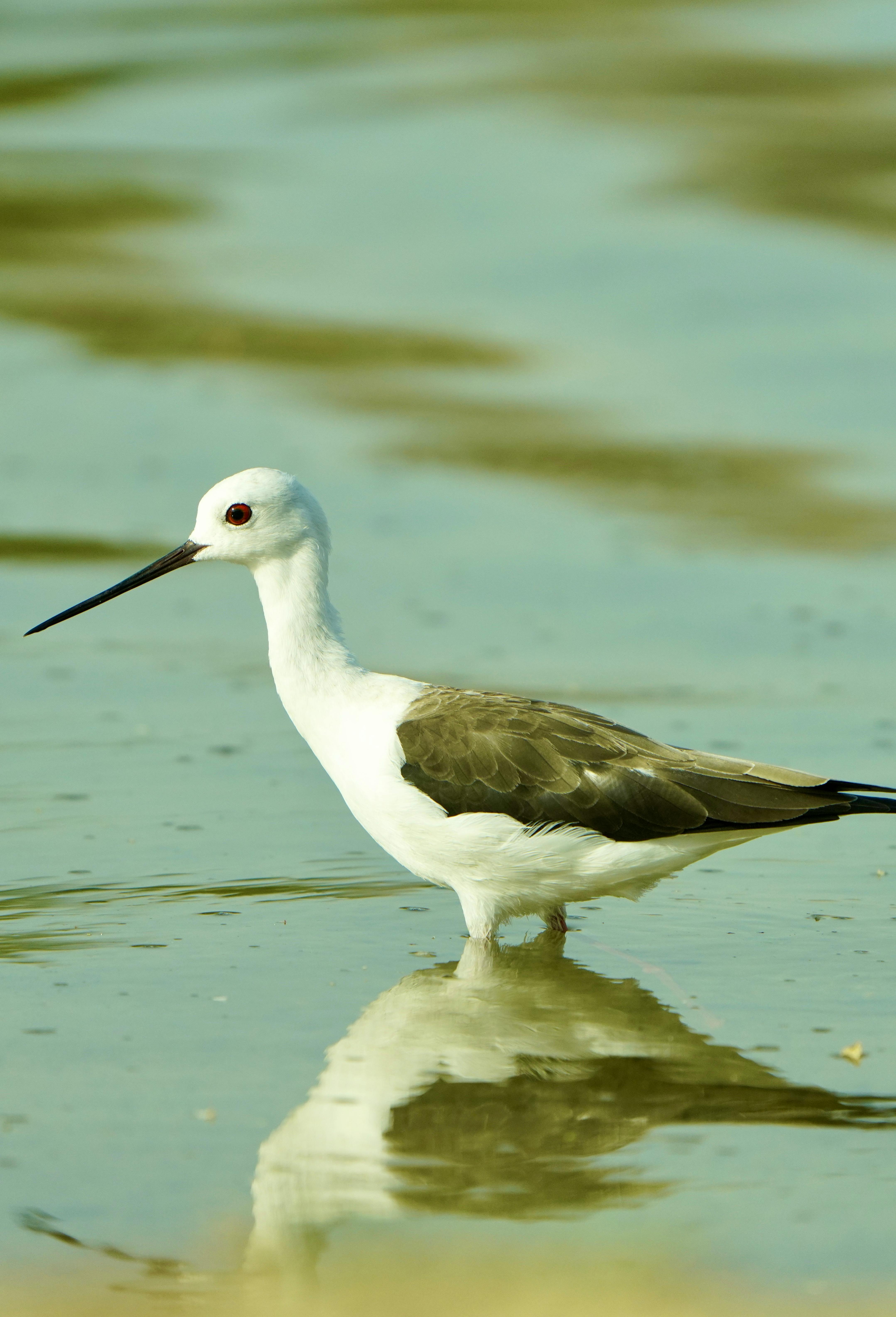 Order Charadriiformes Photos, Download The BEST Free Order ...