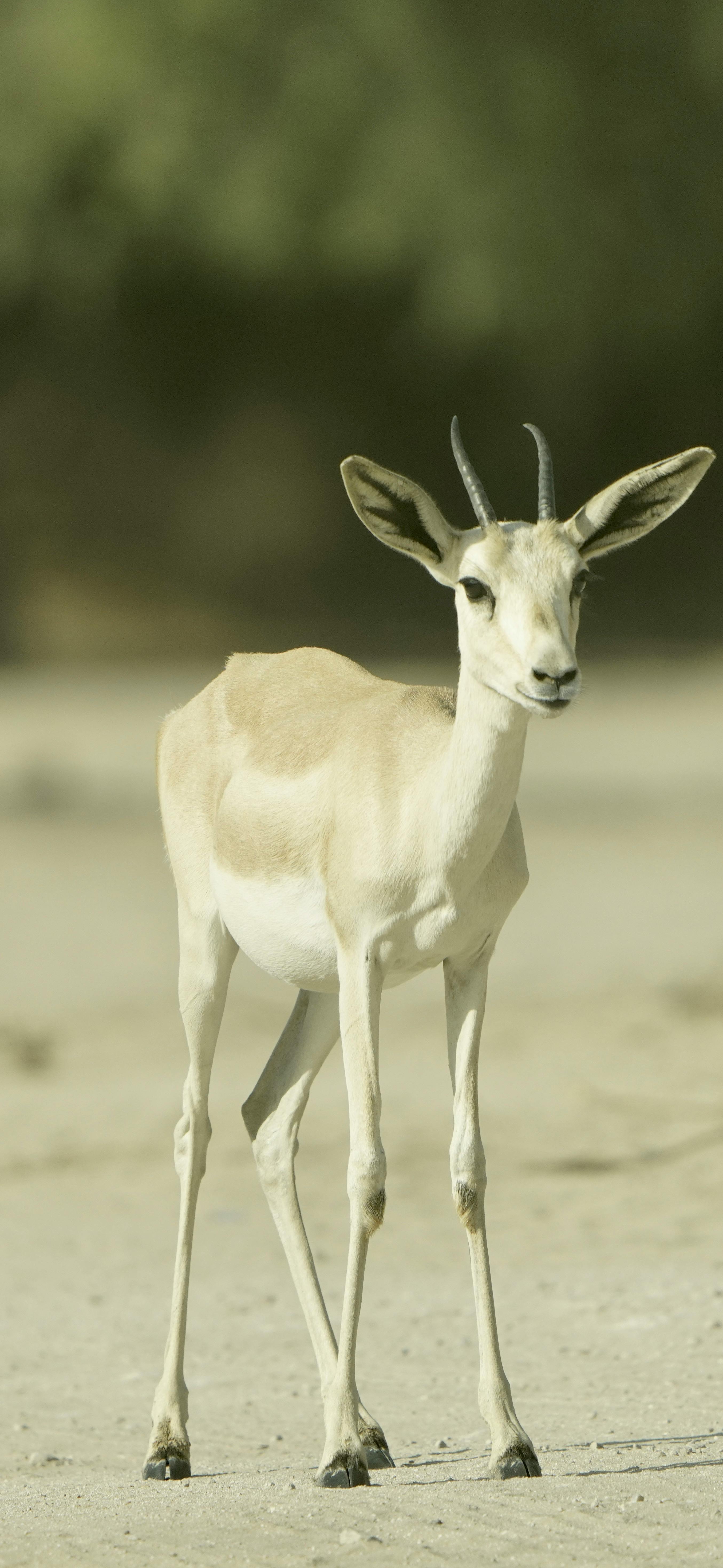 Gazelle Habitat Photos, Download The BEST Free Gazelle Habitat Stock ...