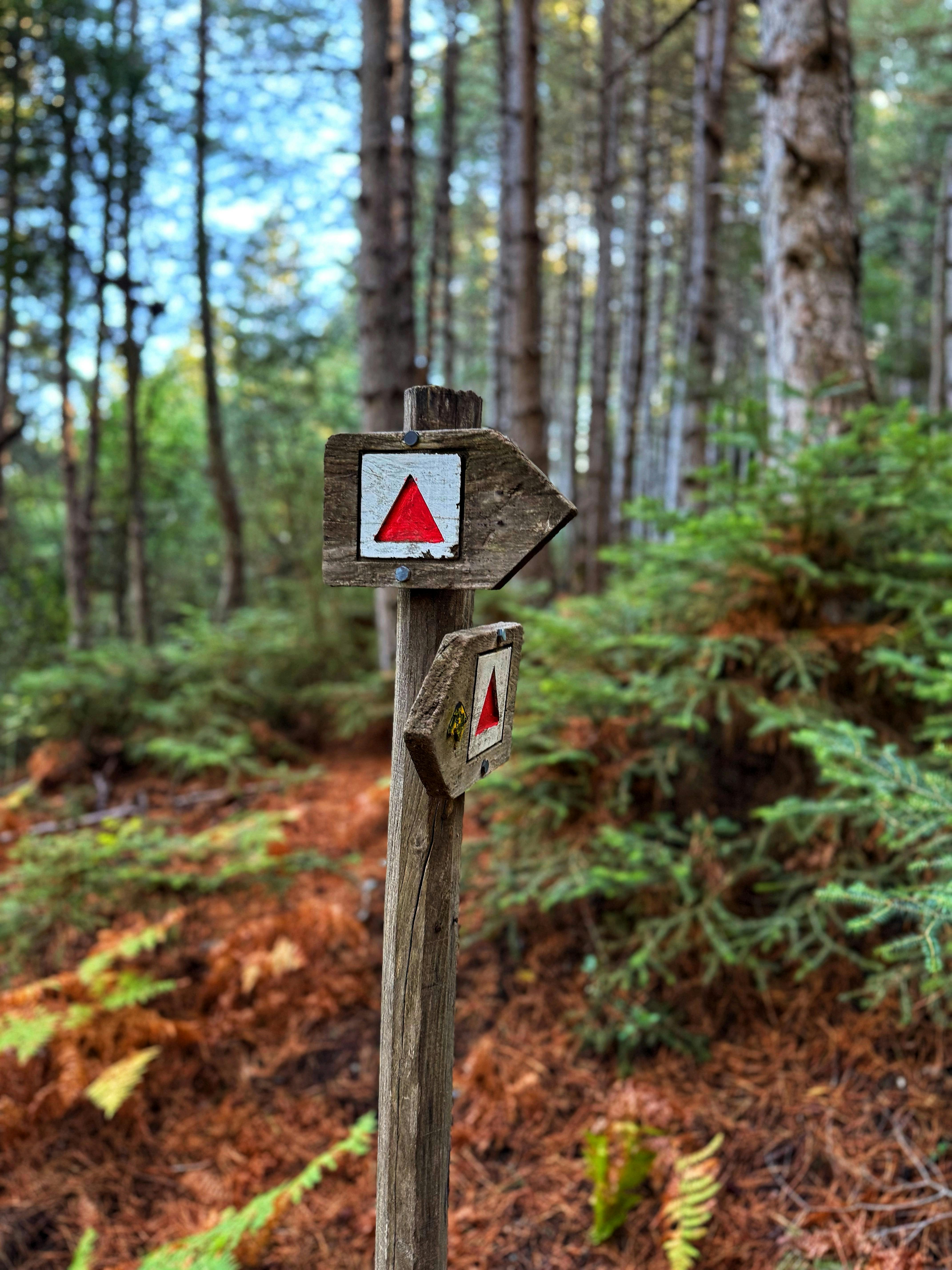 Rustic Forest Trail Sign in Greek Wilderness · Free Stock Photo