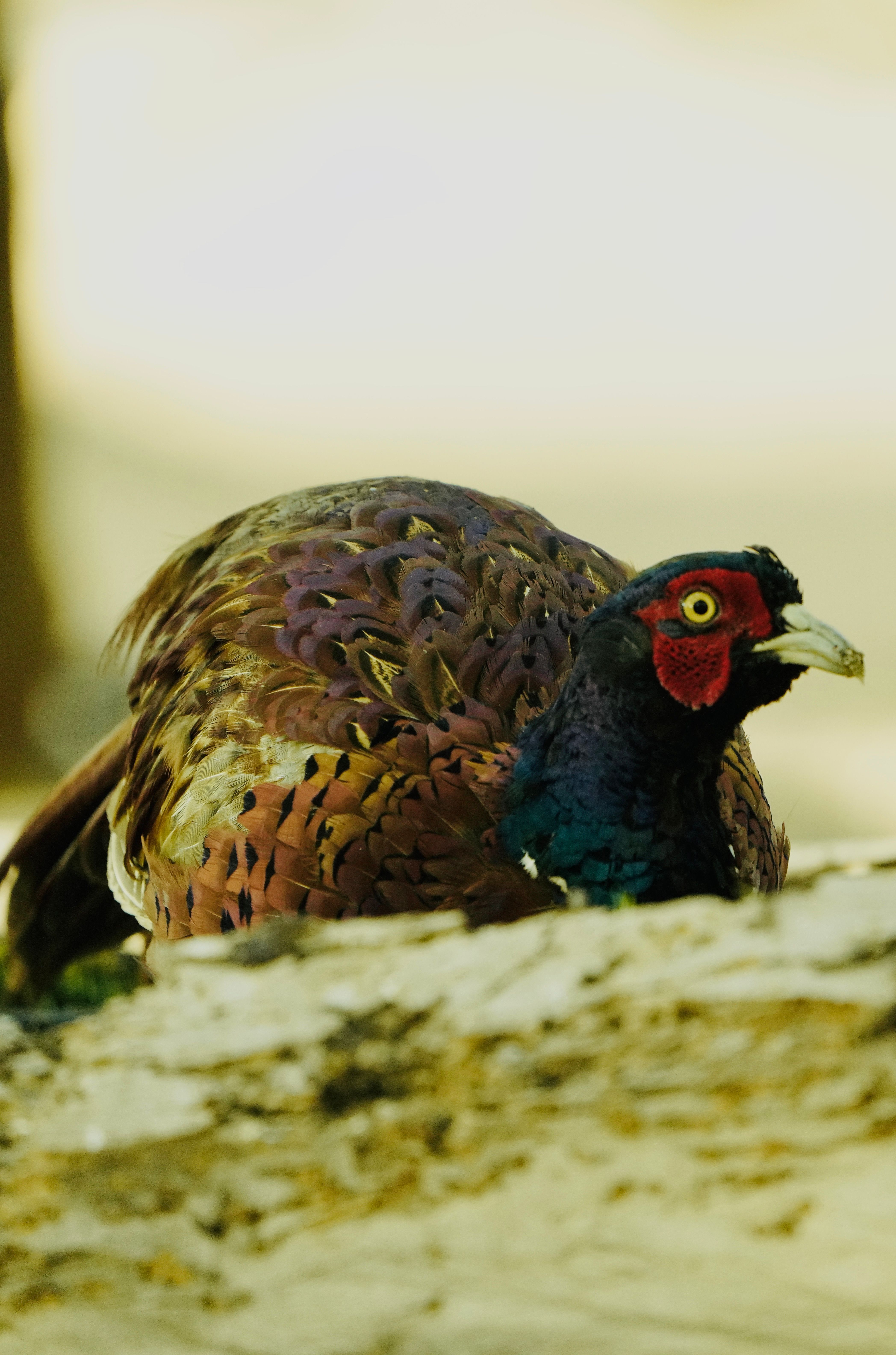 Ring-necked Pheasant in Natural Habitat · Free Stock Photo