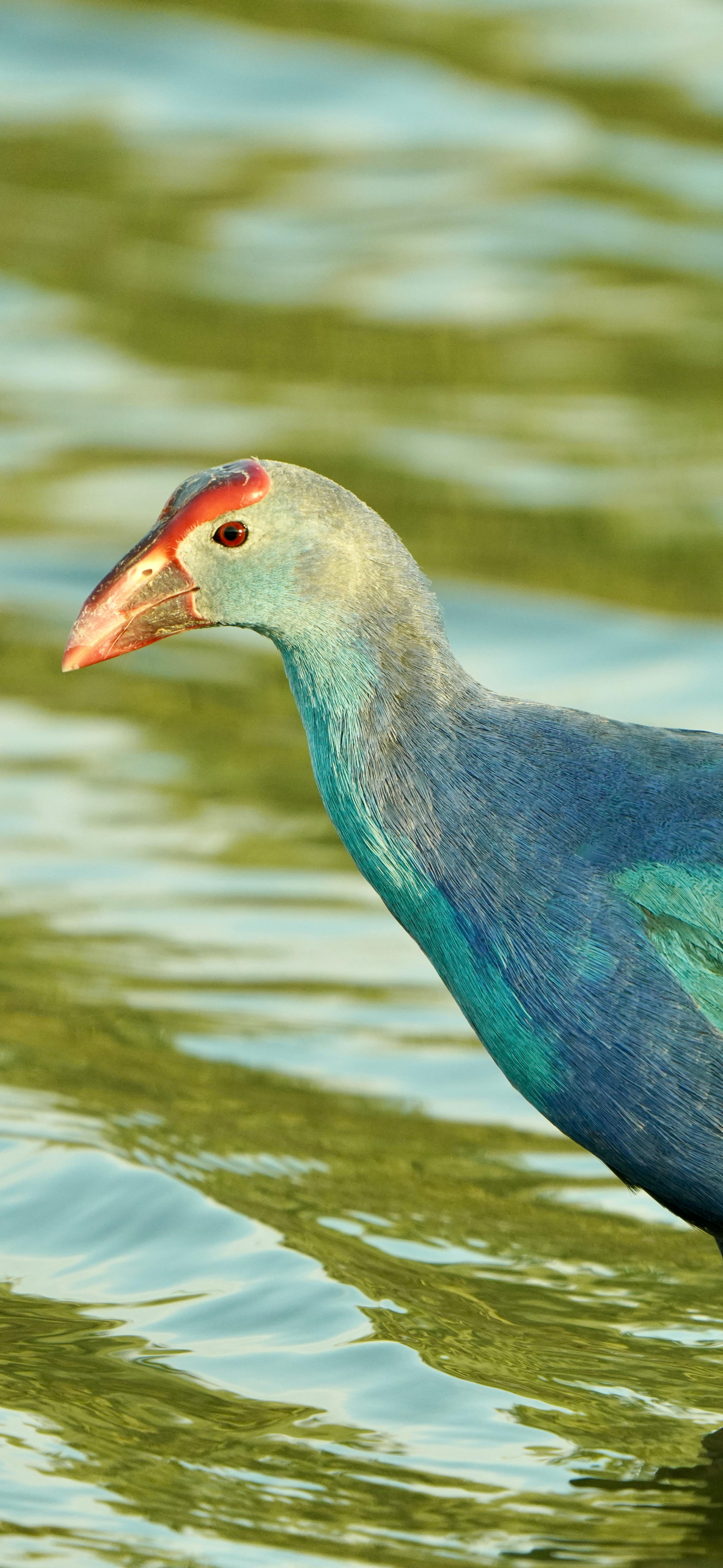 Primer Plano De Un Calamón Común En El Agua · Foto de stock gratuita