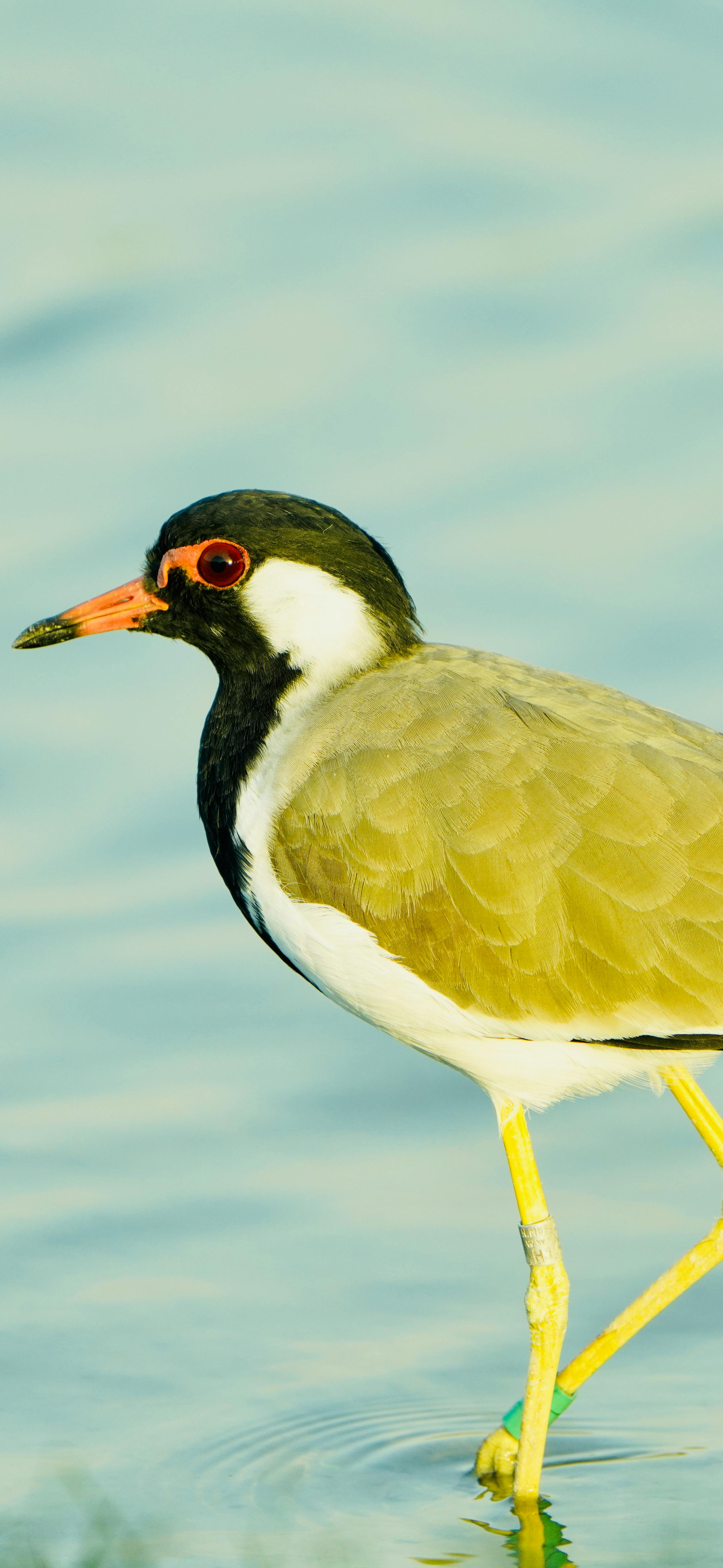 Primer Plano De Una Avefría De Carúncula Roja En El Agua · Foto de ...