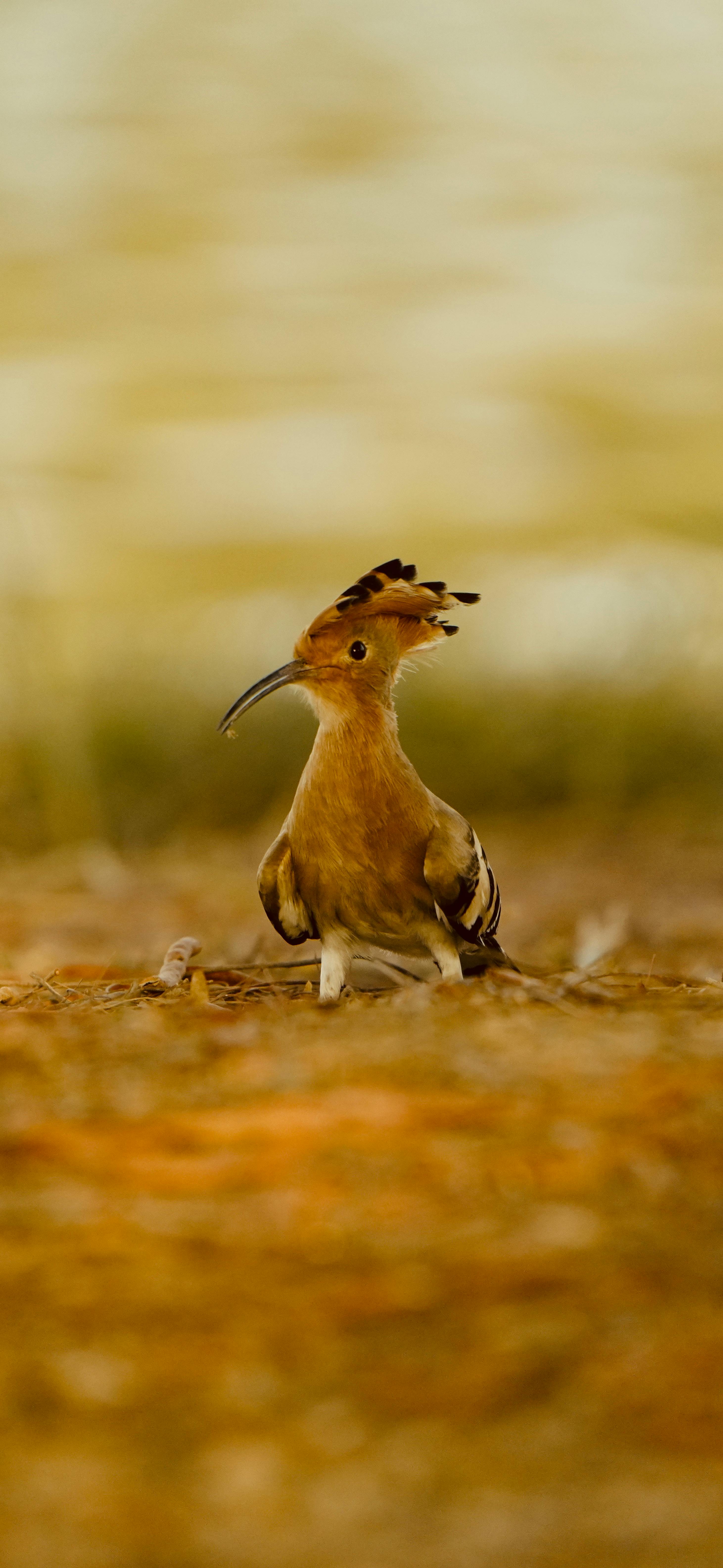 Chelsea Crest Photos, Download The BEST Free Chelsea Crest Stock Photos ...