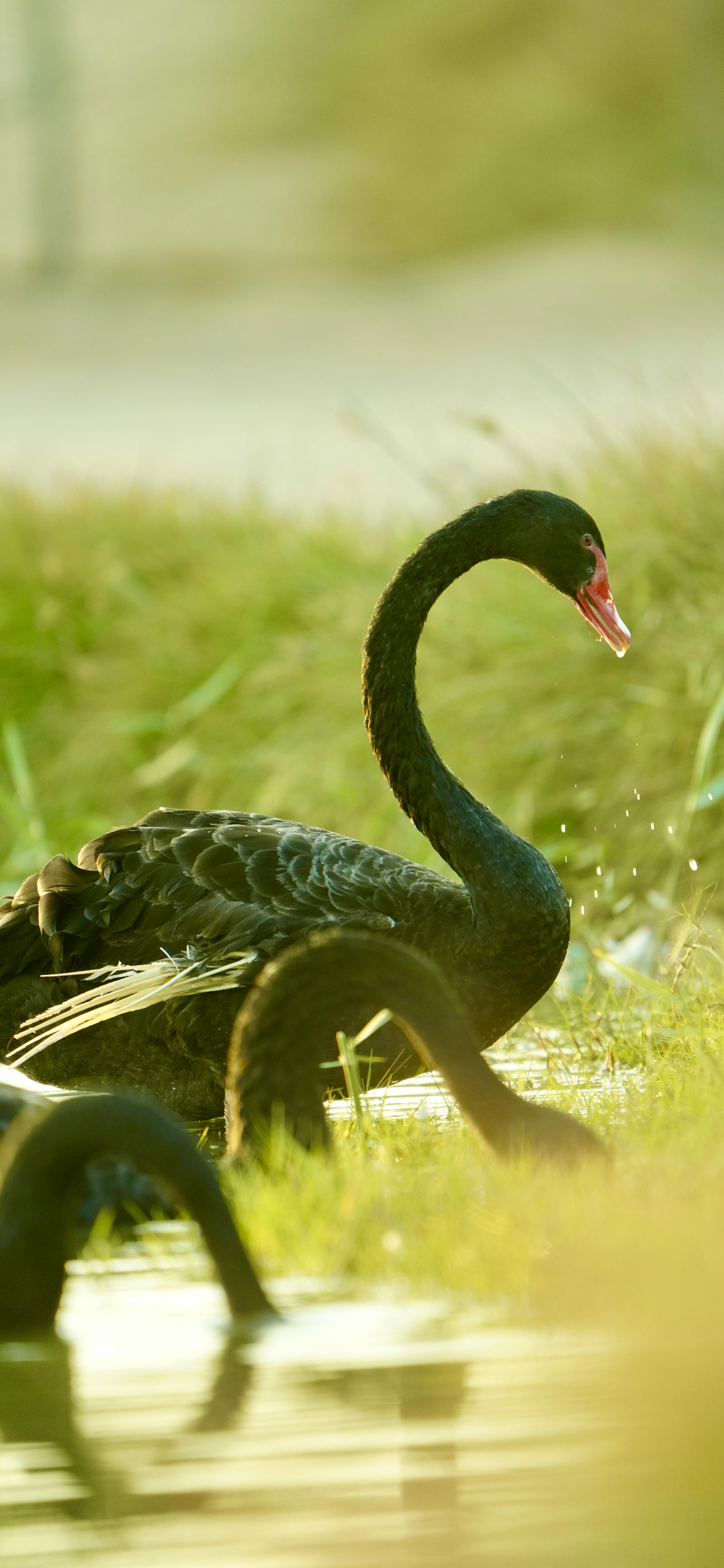 Black swan wallpaper store