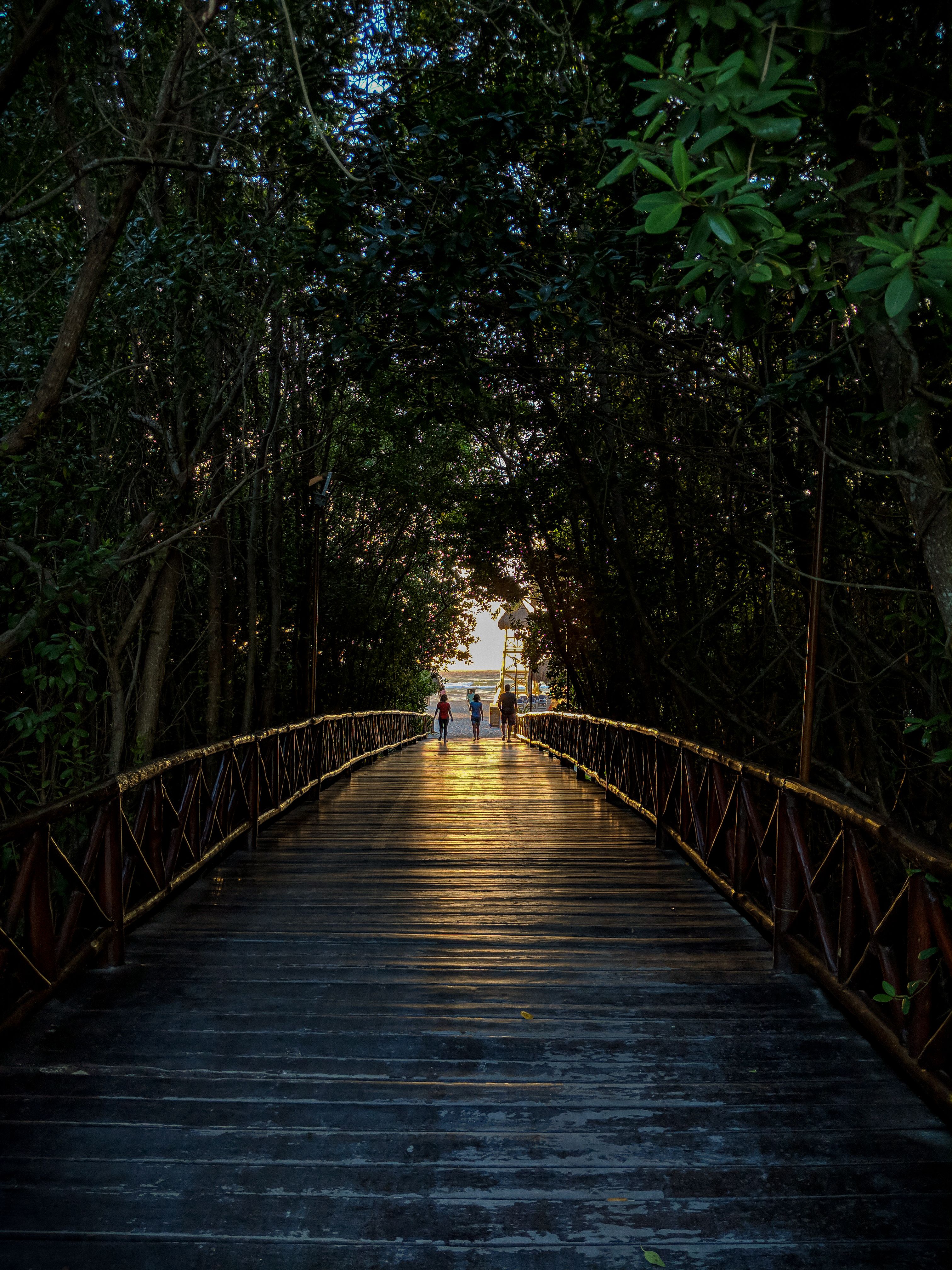Scenic Forest Walkway at Sunset with Distant View · Free Stock Photo