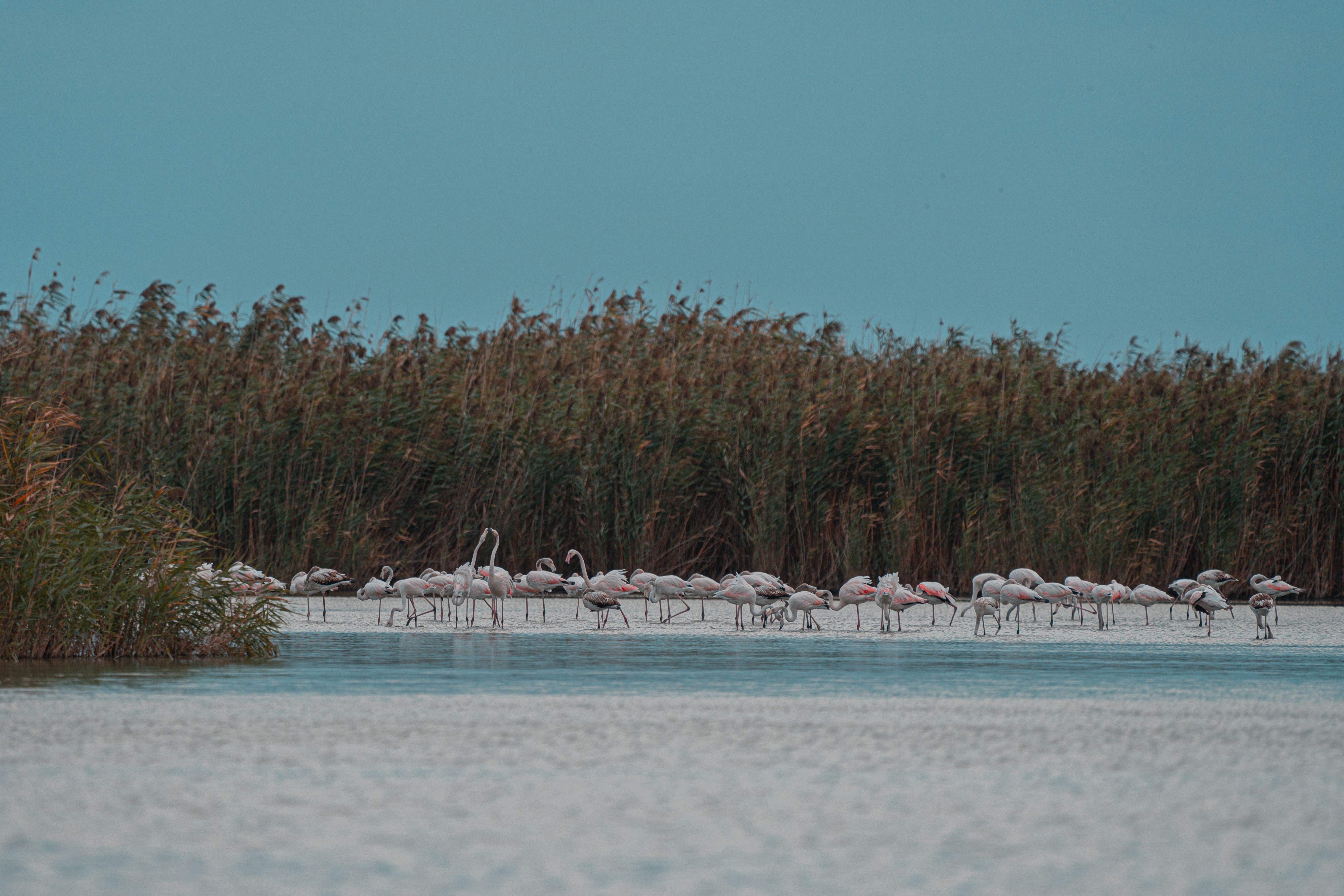 Flock of Flamingos in Natural Wetlands Setting · Free Stock Photo