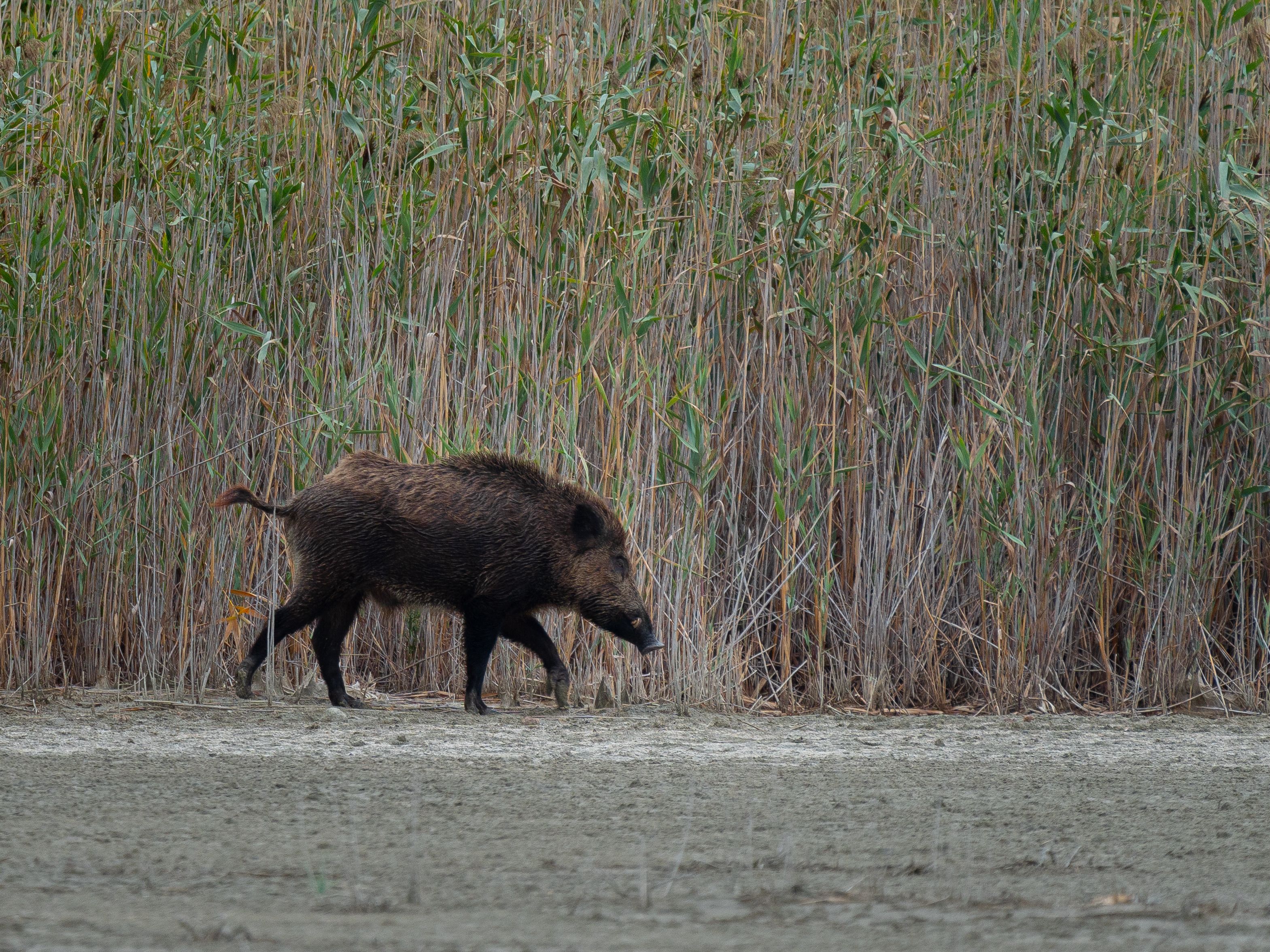 A Wild Boar in Close-up Shot · Free Stock Photo