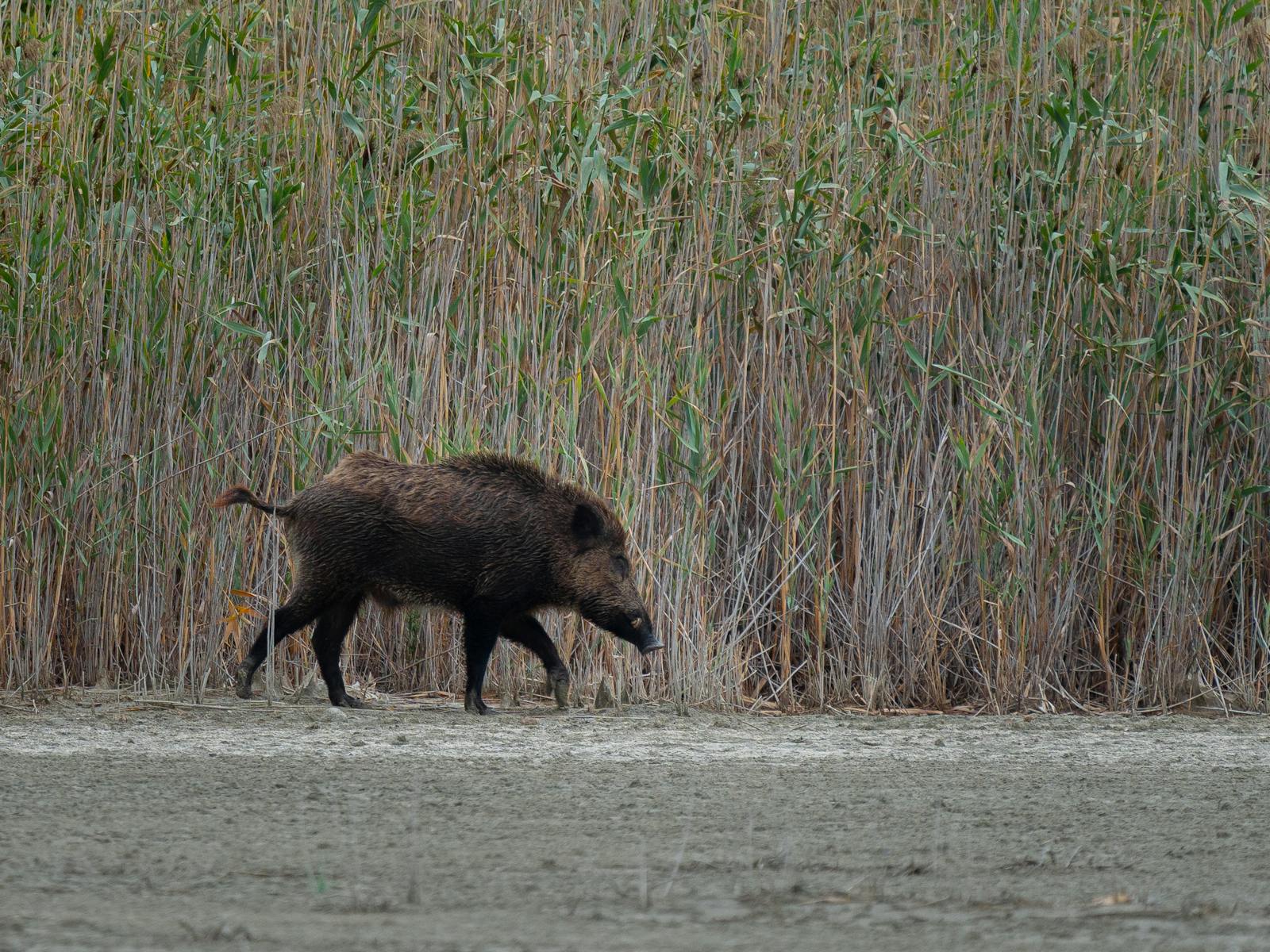 Animals Wild Photos, Download The BEST Free Animals Wild Stock Photos ...