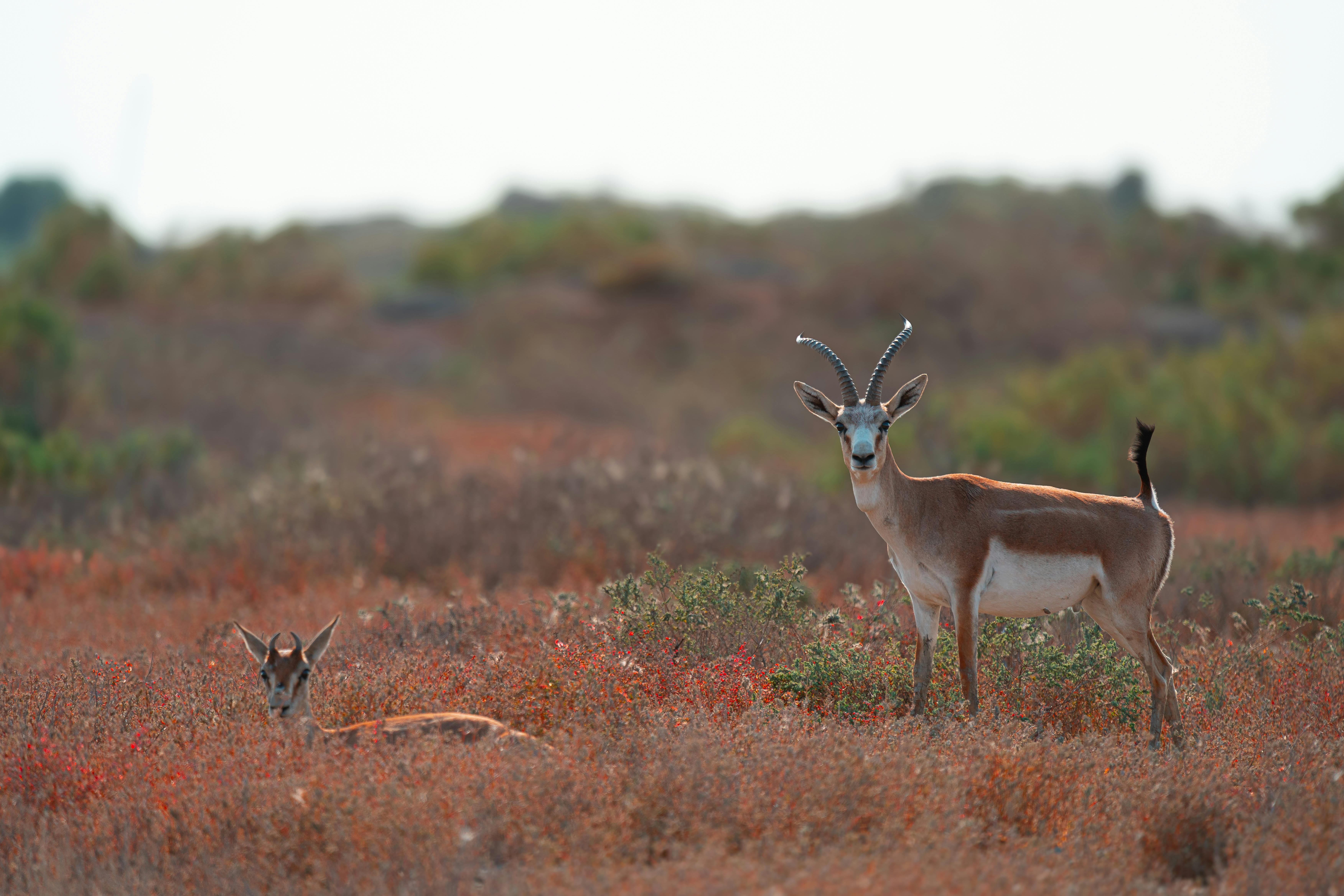 Hooved Animals Photos, Download The BEST Free Hooved Animals Stock ...