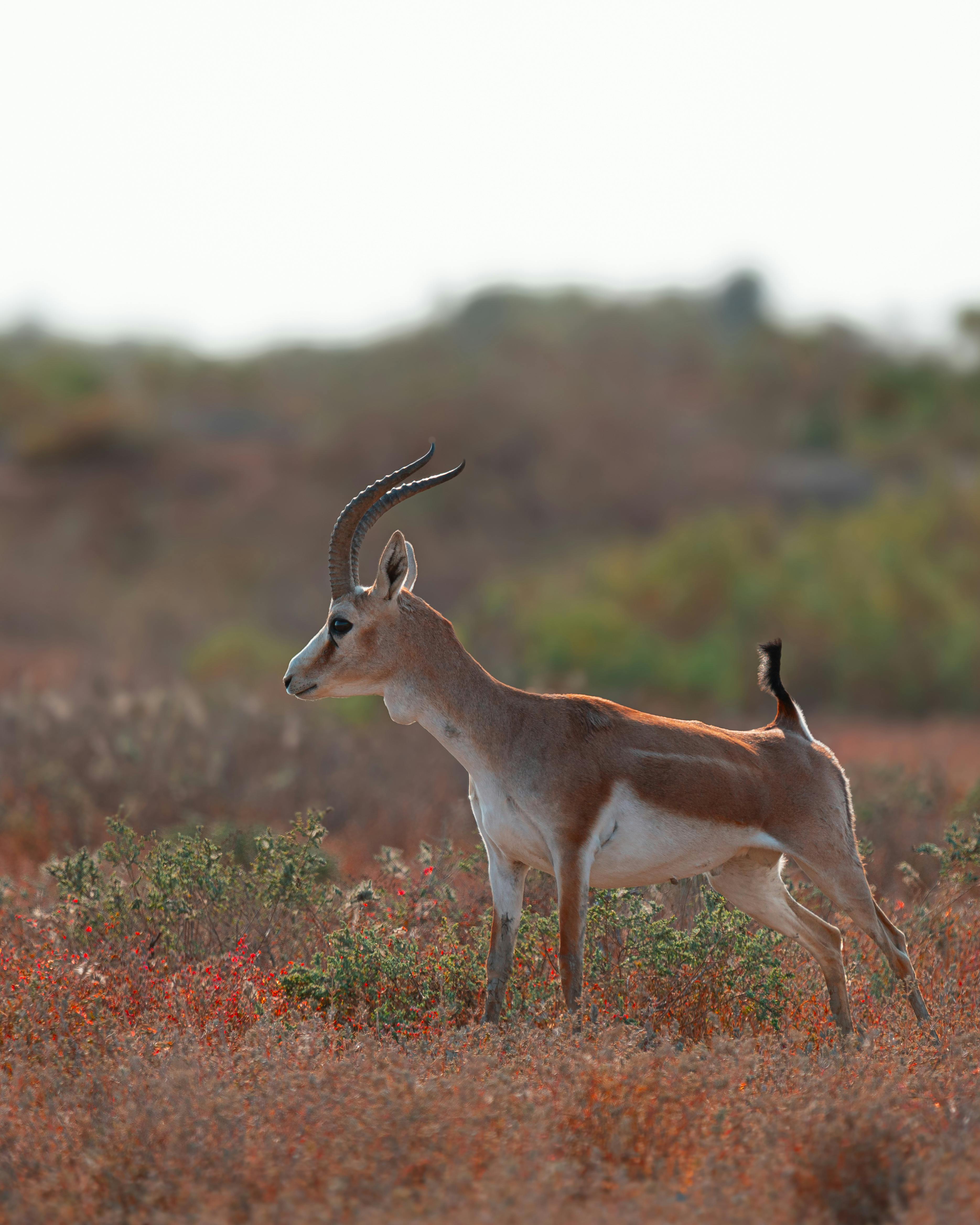 African Gazelle Photos, Download The BEST Free African Gazelle Stock ...