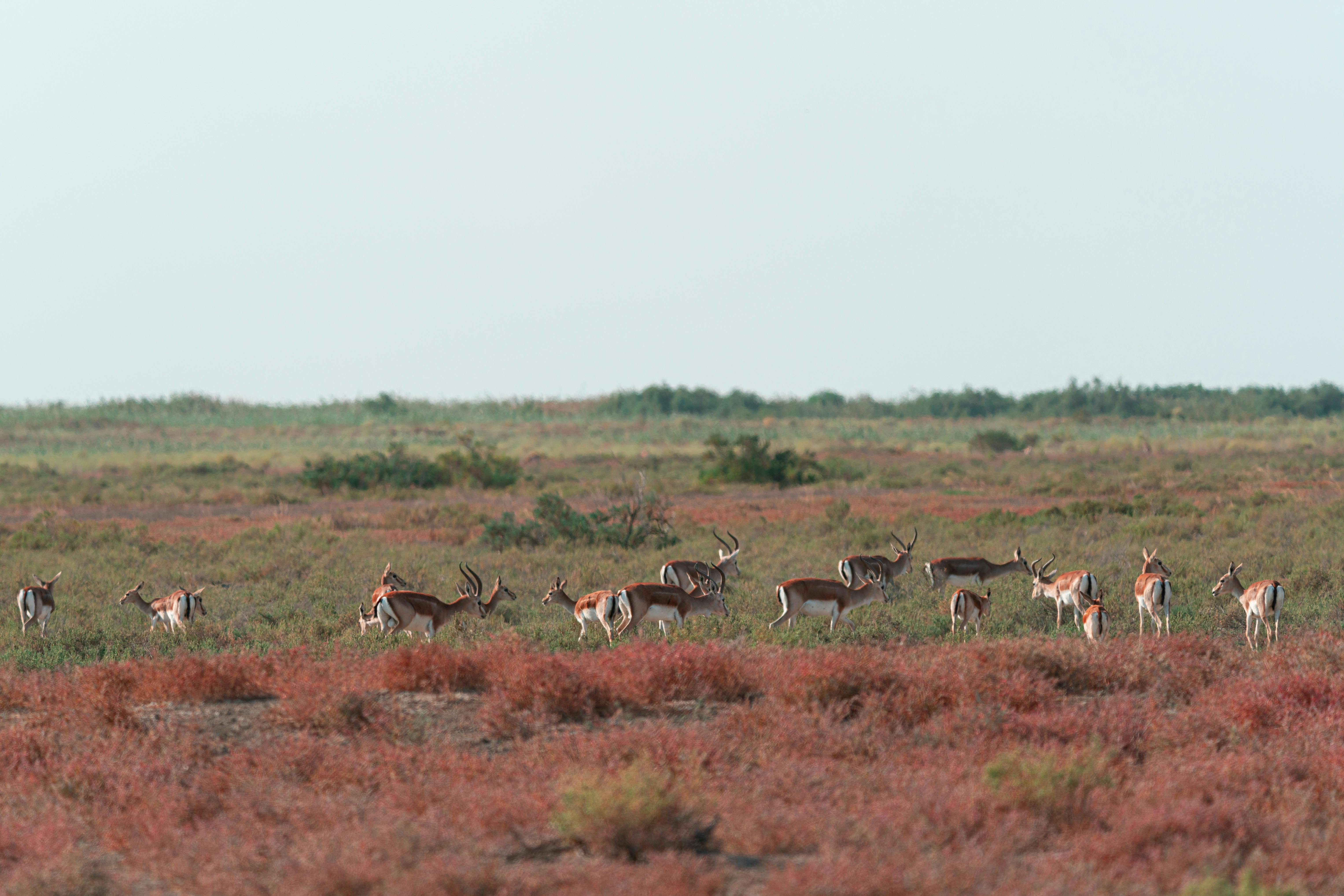 Springbok Roi Photos, Download The BEST Free Springbok Roi Stock Photos ...