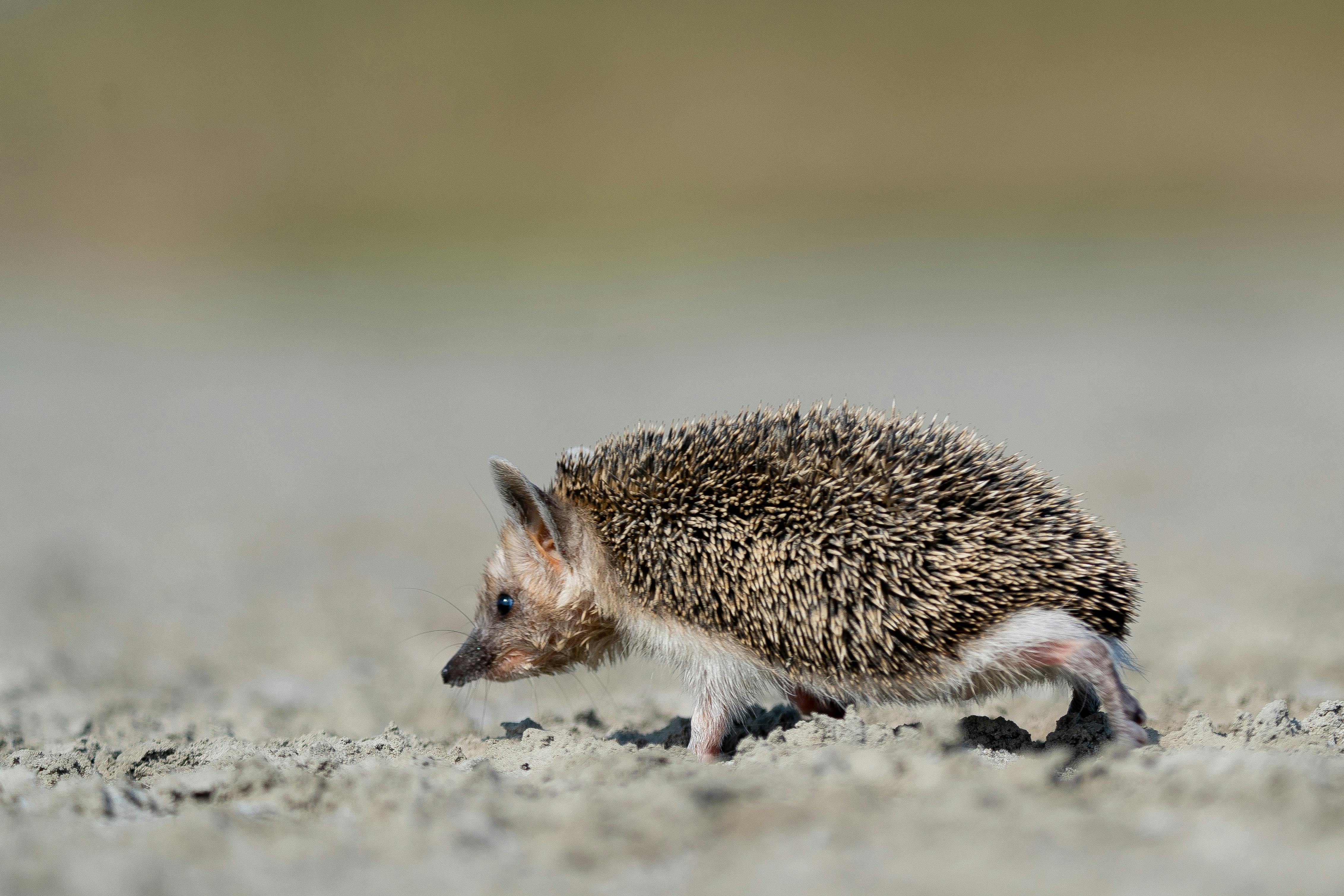 Close-Up of Hedgehog Walking on Rocky Terrain · Free Stock Photo