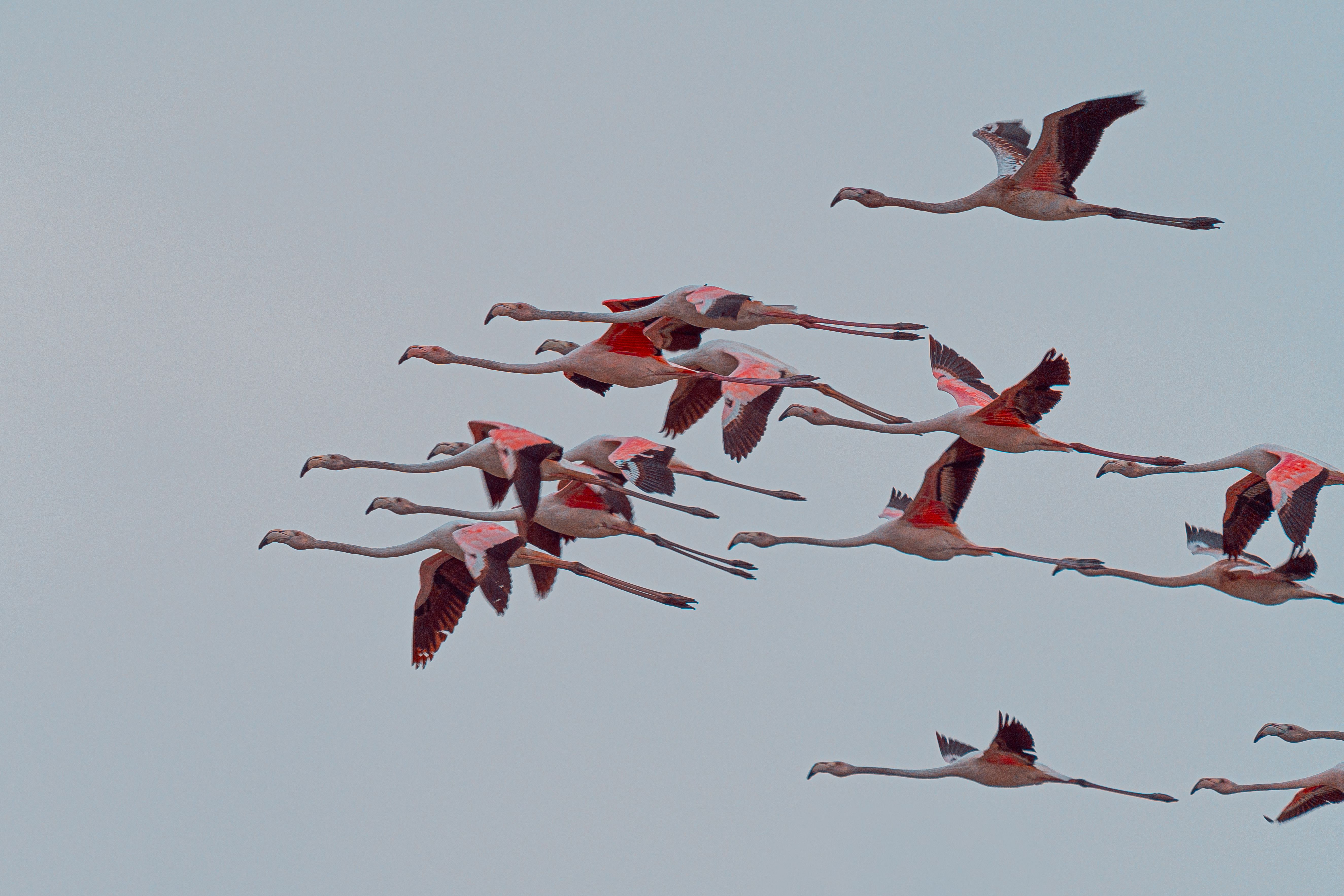 Vibrant Flamingos in Flight Across the Sky · Free Stock Photo