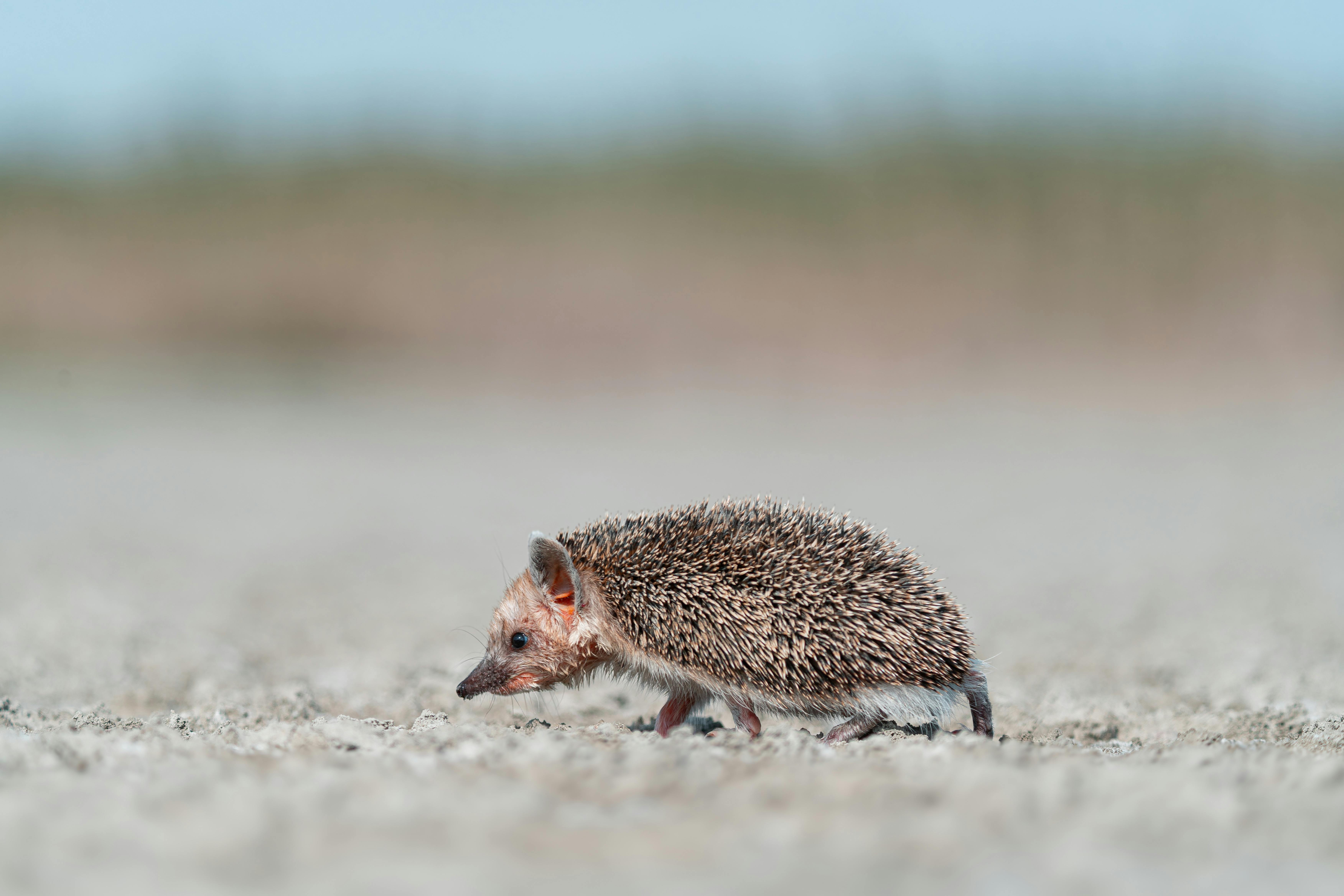 Close-up of a Young Hedgehog Walking in the Wild · Free Stock Photo