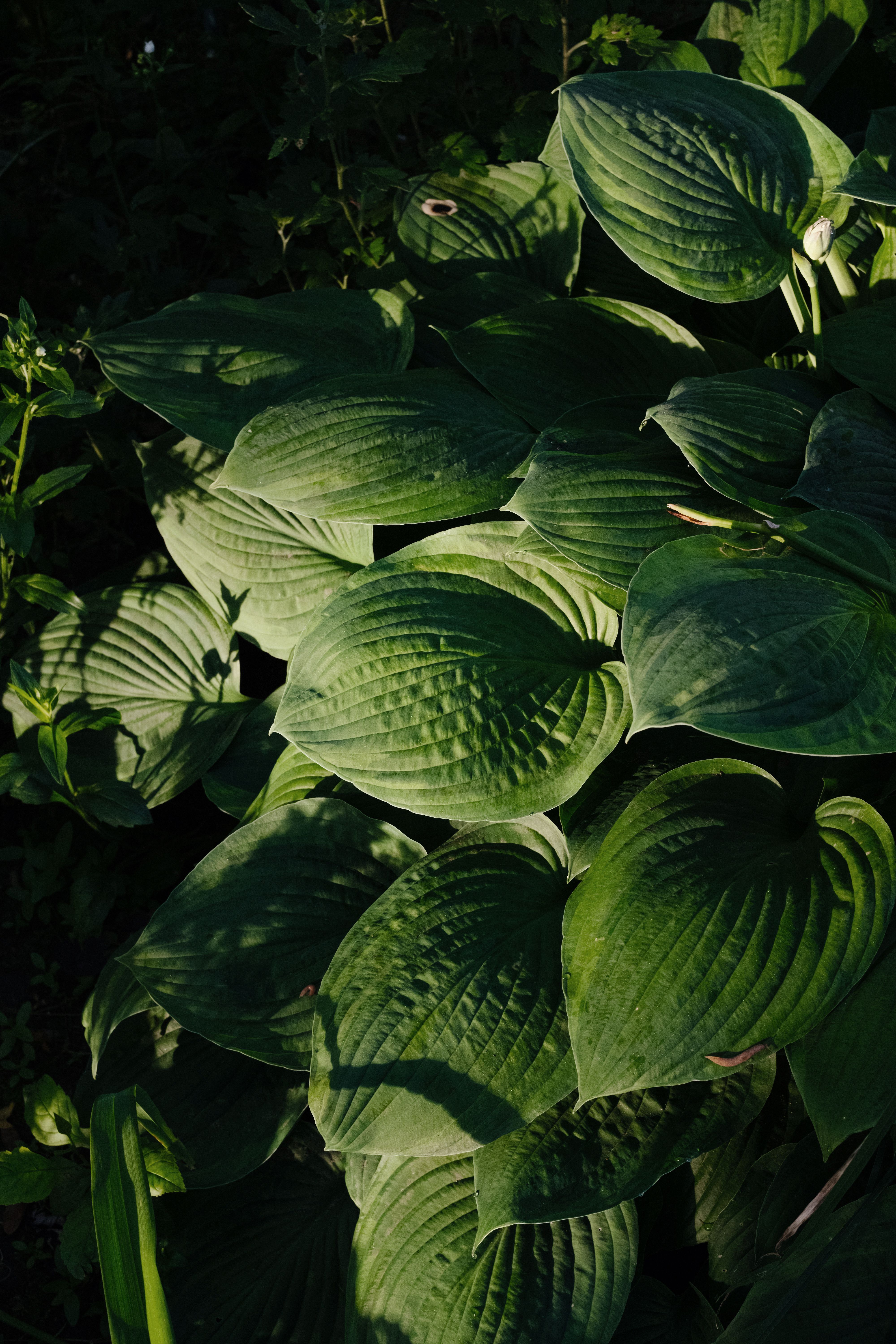 Sunlit Green Hostas with Deep Shadows · Free Stock Photo