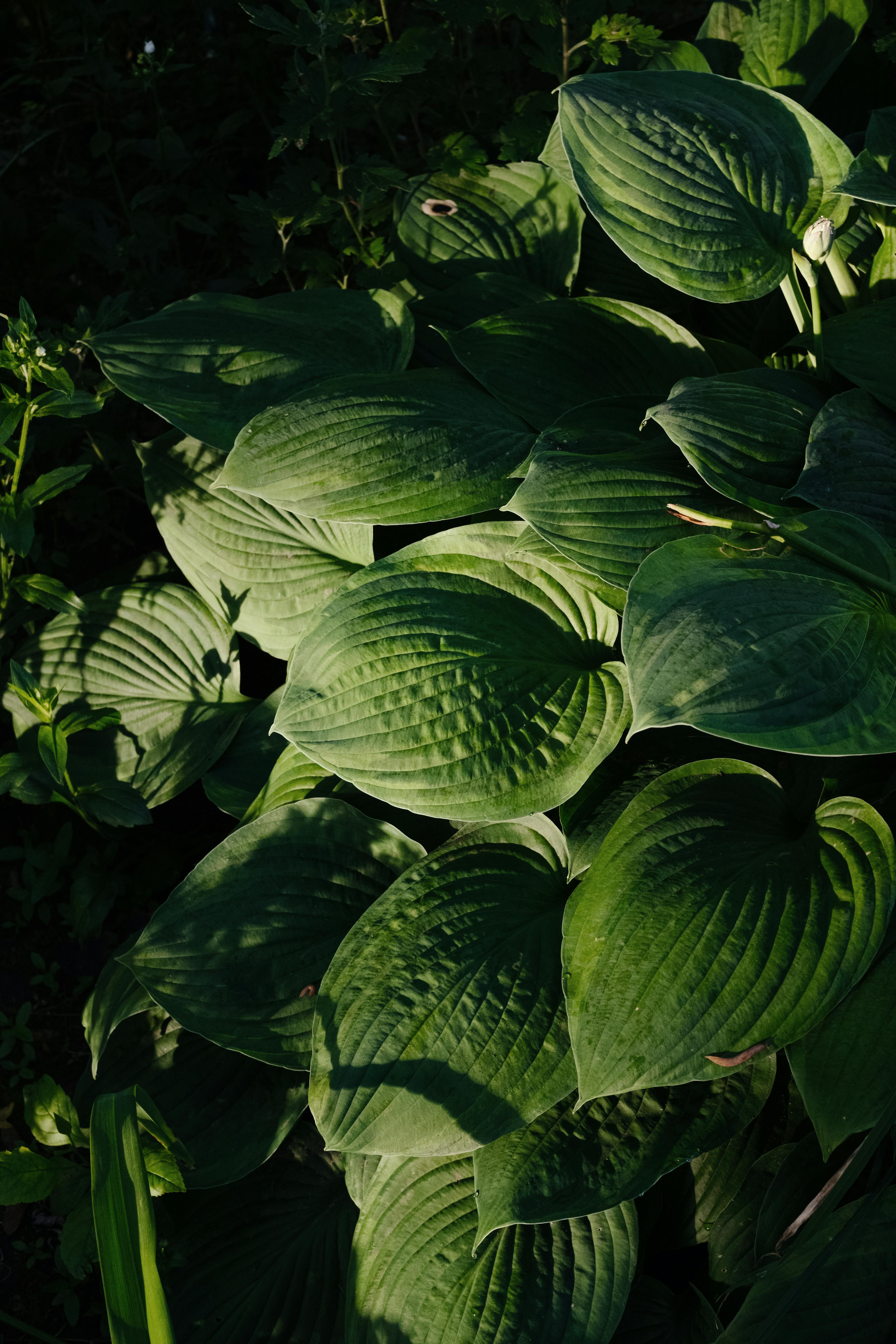 Poydan Shady Photos, Download The BEST Free Poydan Shady Stock Photos ...