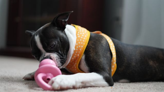 Boston Terrier Teeth: Health Tips and Wellness Guide