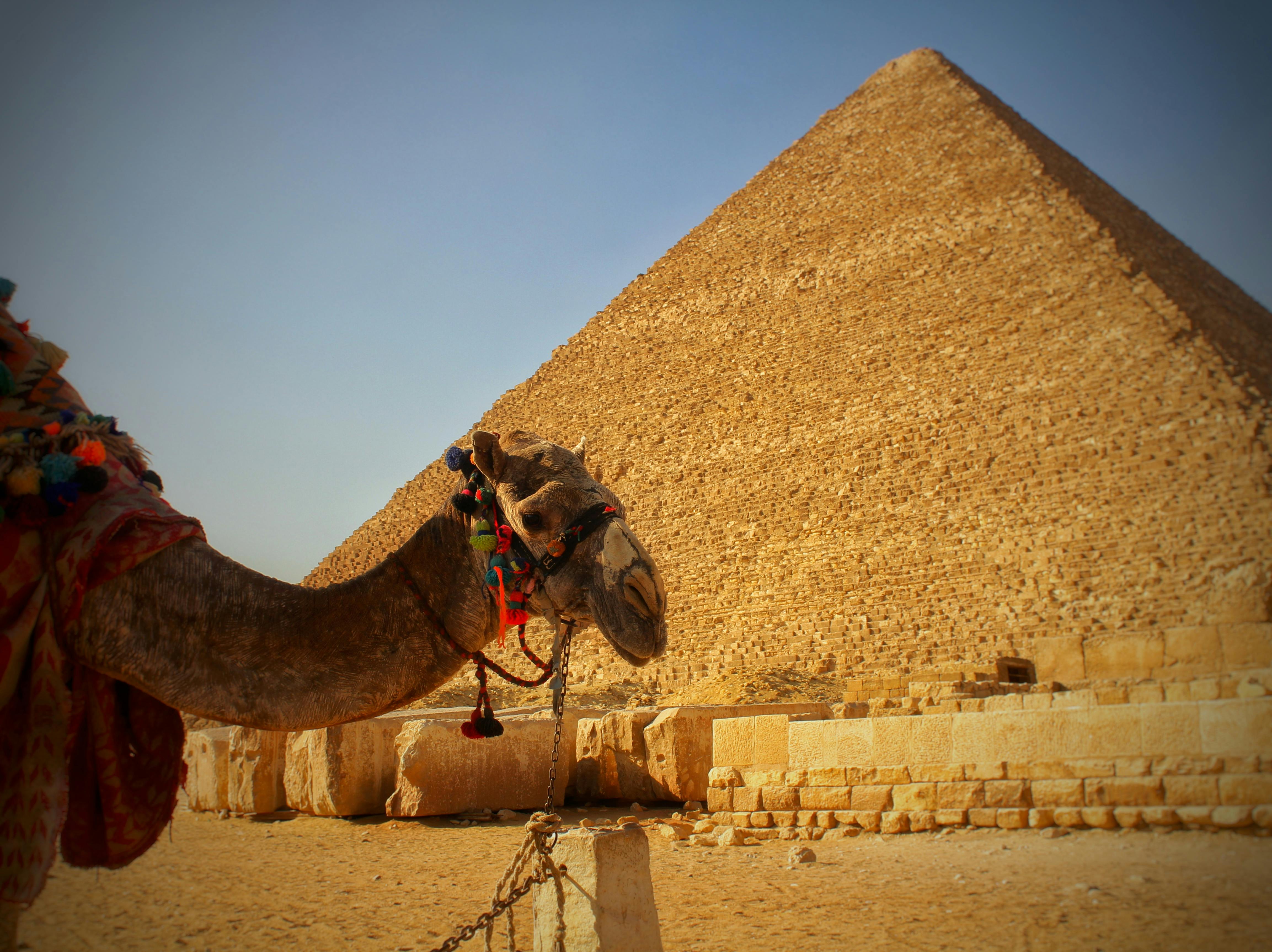 Camel in Front of Great Pyramid of Giza in Egypt · Free Stock Photo