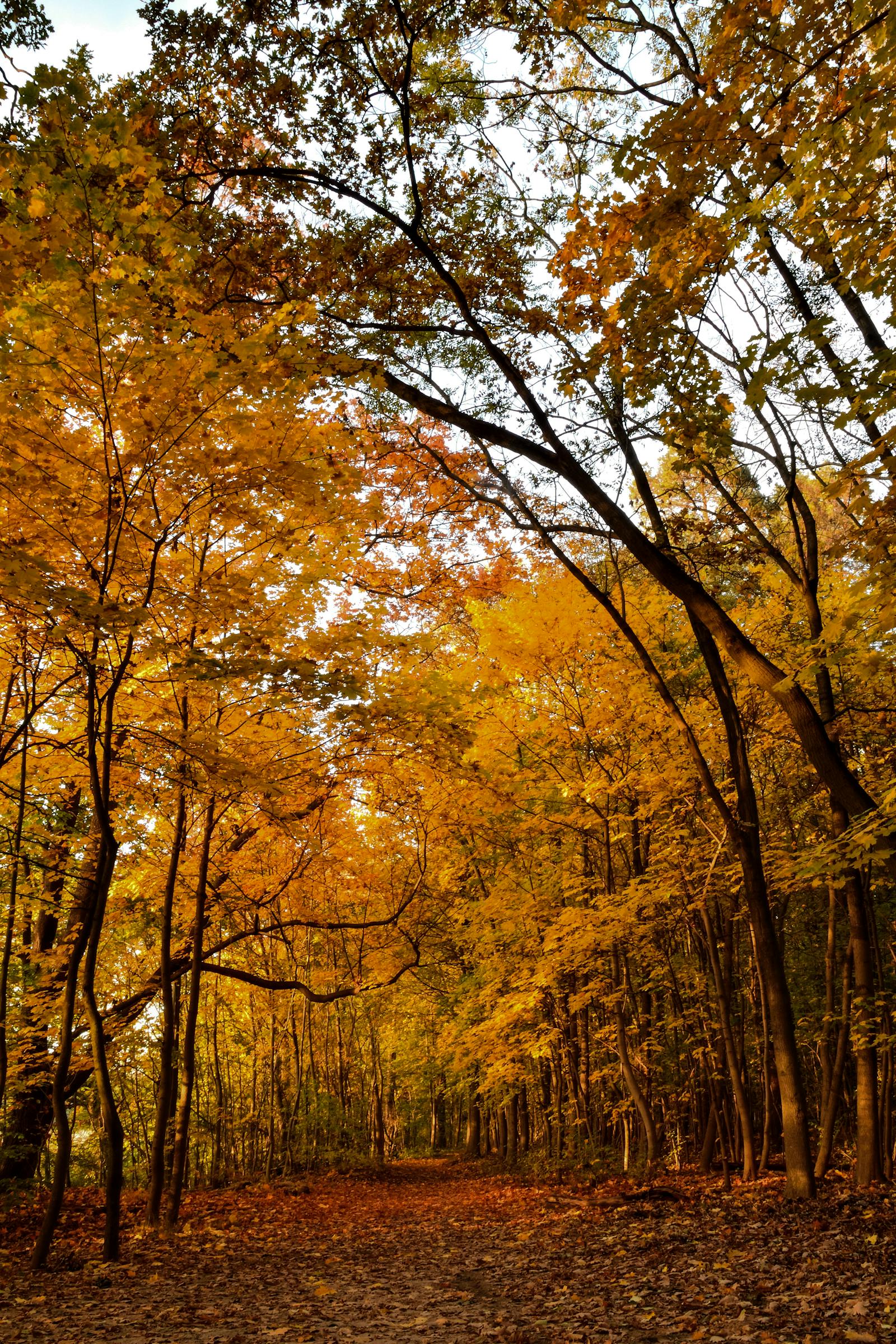 Autumn Path Photos, Download The BEST Free Autumn Path Stock Photos ...