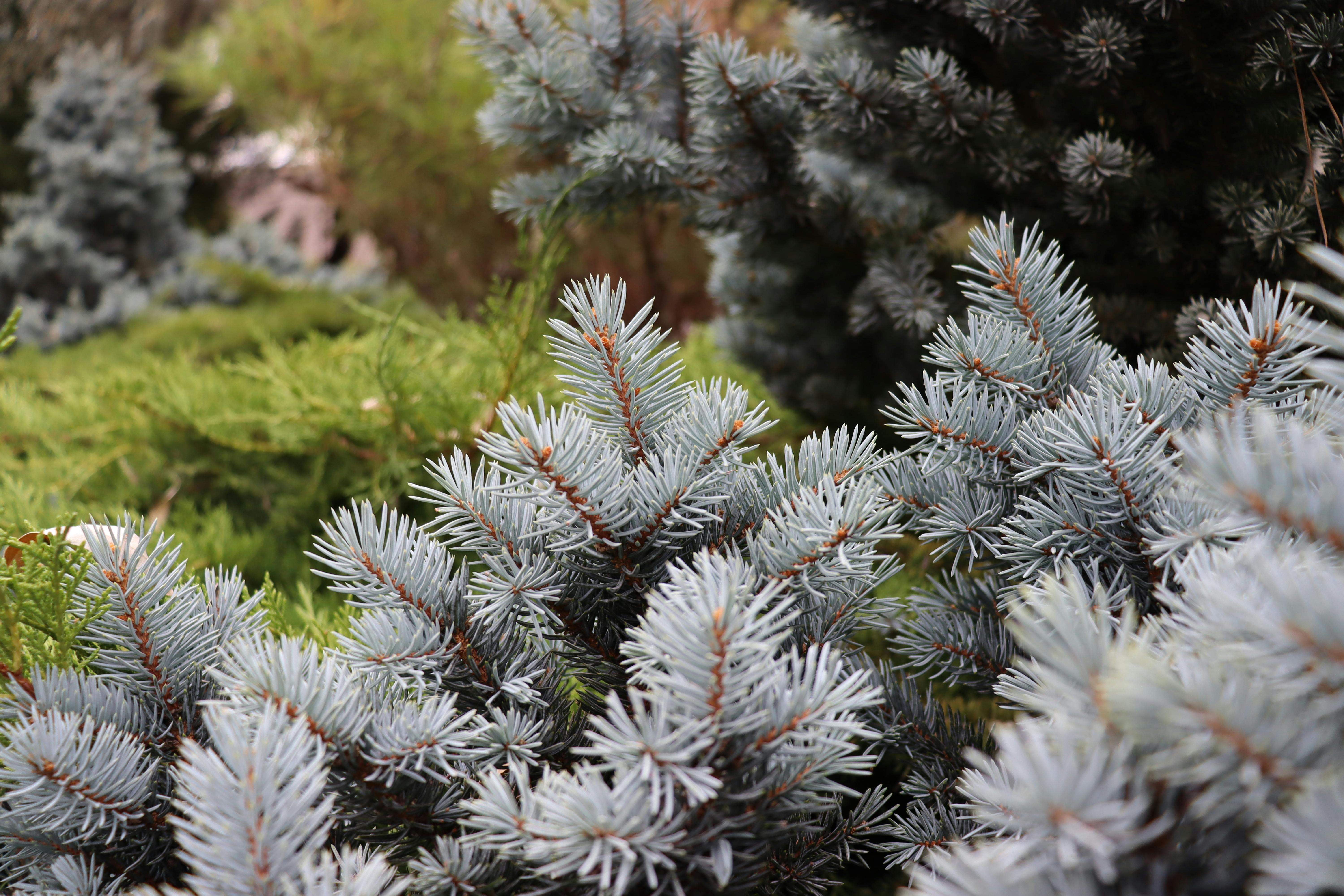 Blue Spruce Shrub Photos, Download The BEST Free Blue Spruce Shrub ...