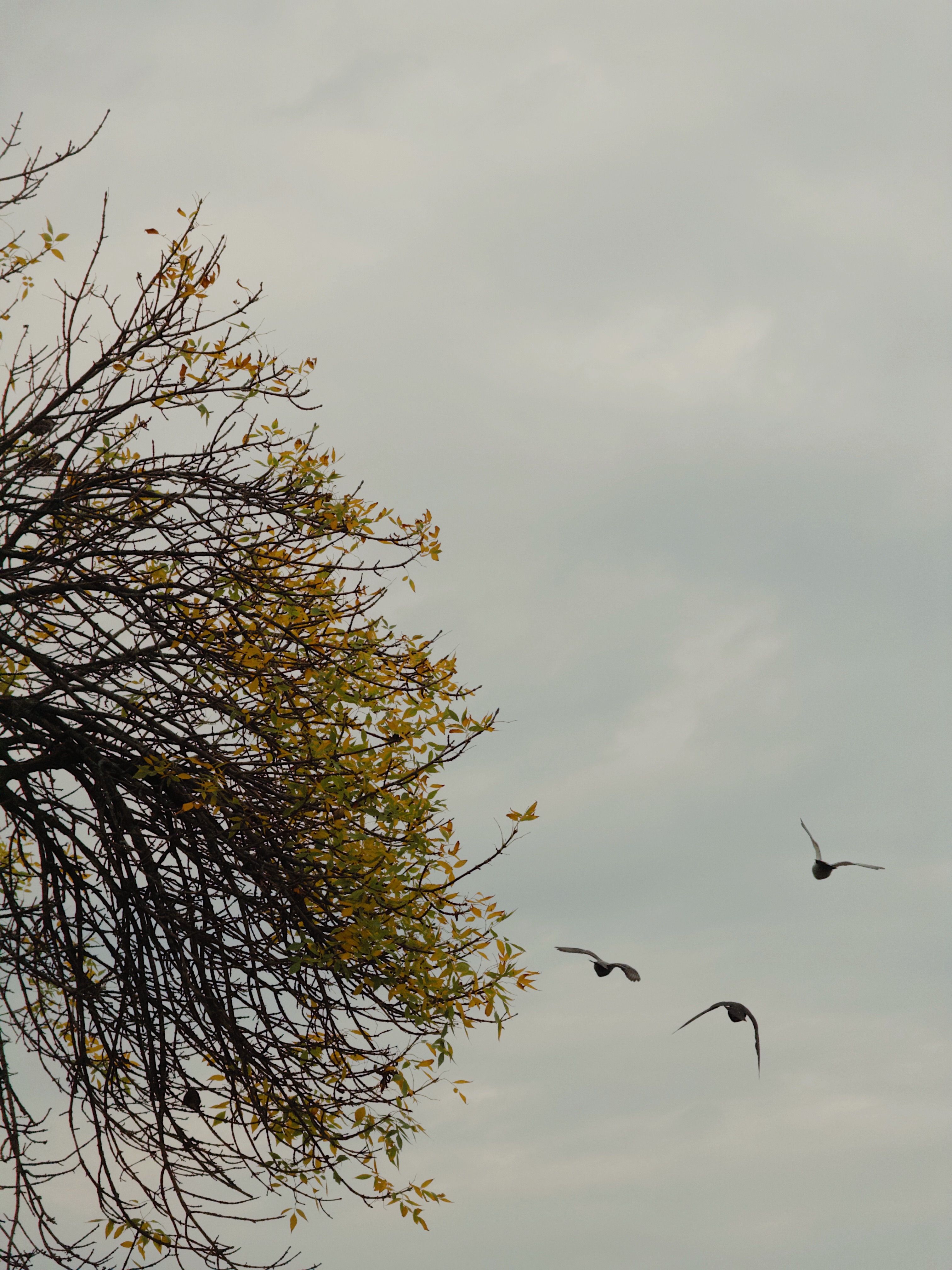 Serene Autumn Scene with Birds and Tree · Free Stock Photo