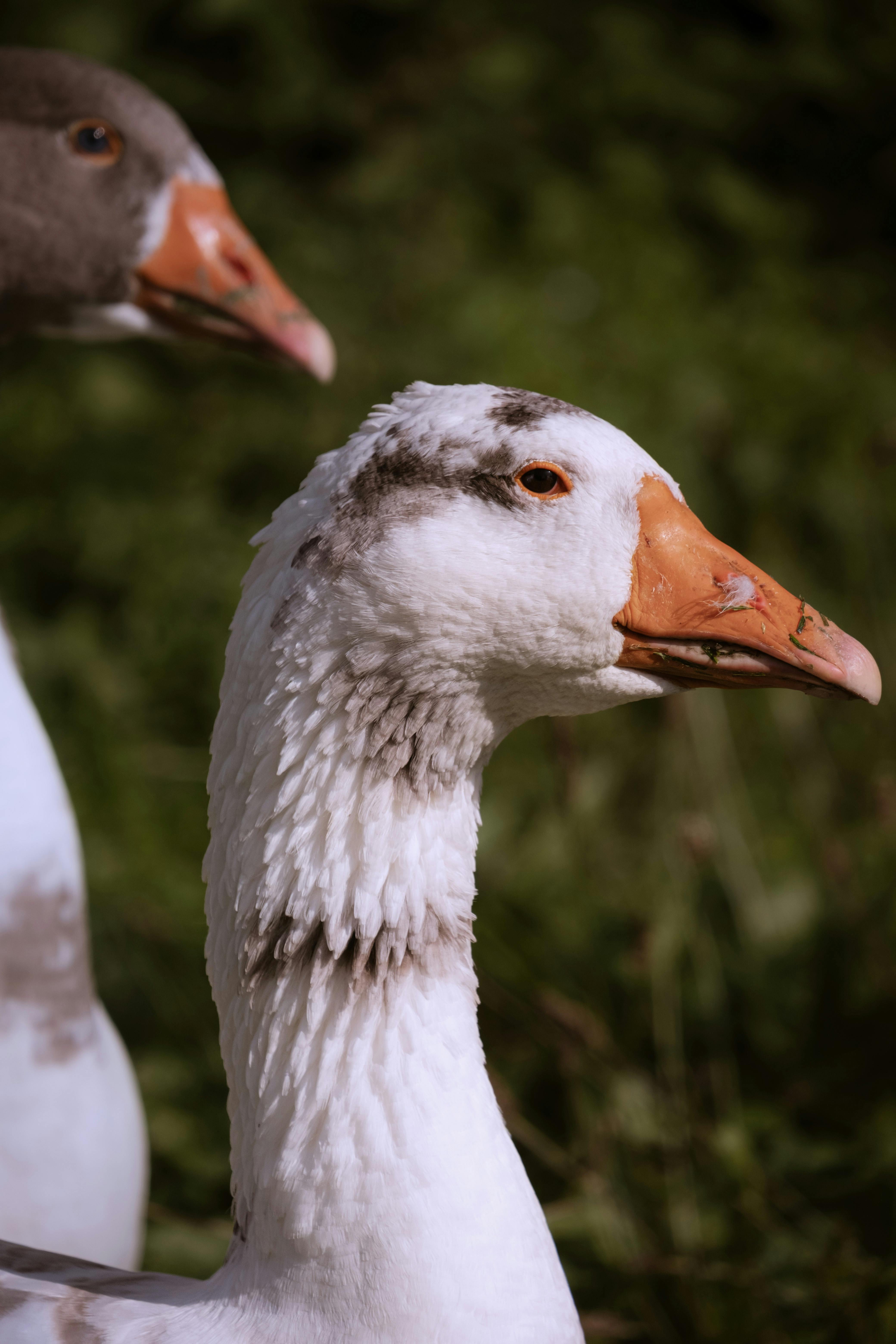 Close-up Portrait of Domestic Geese Outdoors · Free Stock Photo