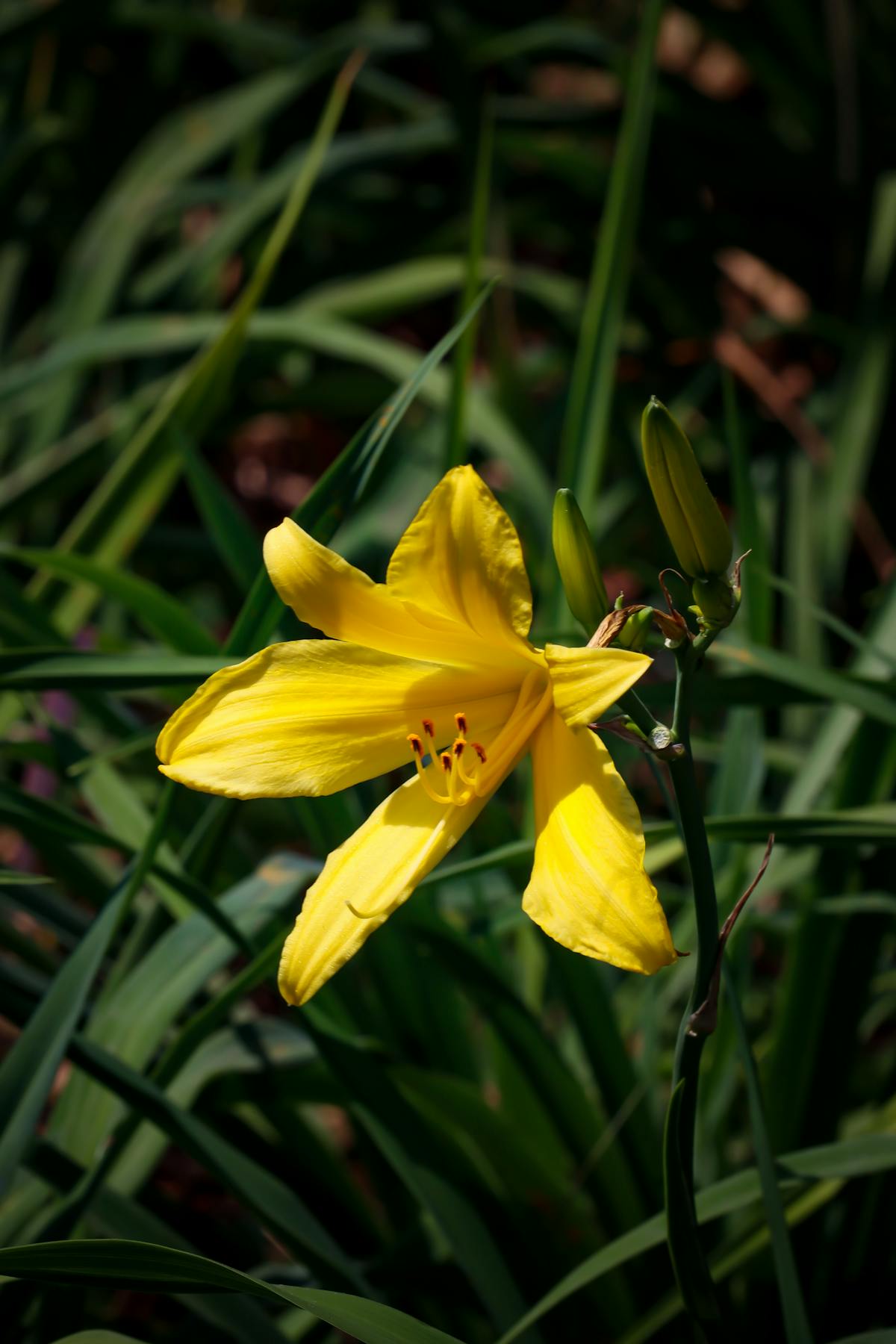 Broken Lily Photos, Download The BEST Free Broken Lily Stock Photos ...