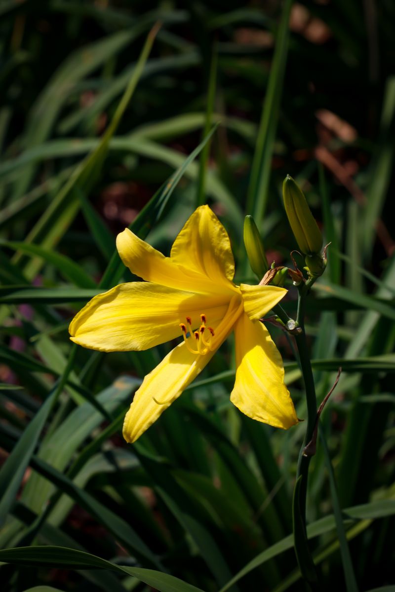 Broken Lily Photos, Download The BEST Free Broken Lily Stock Photos ...