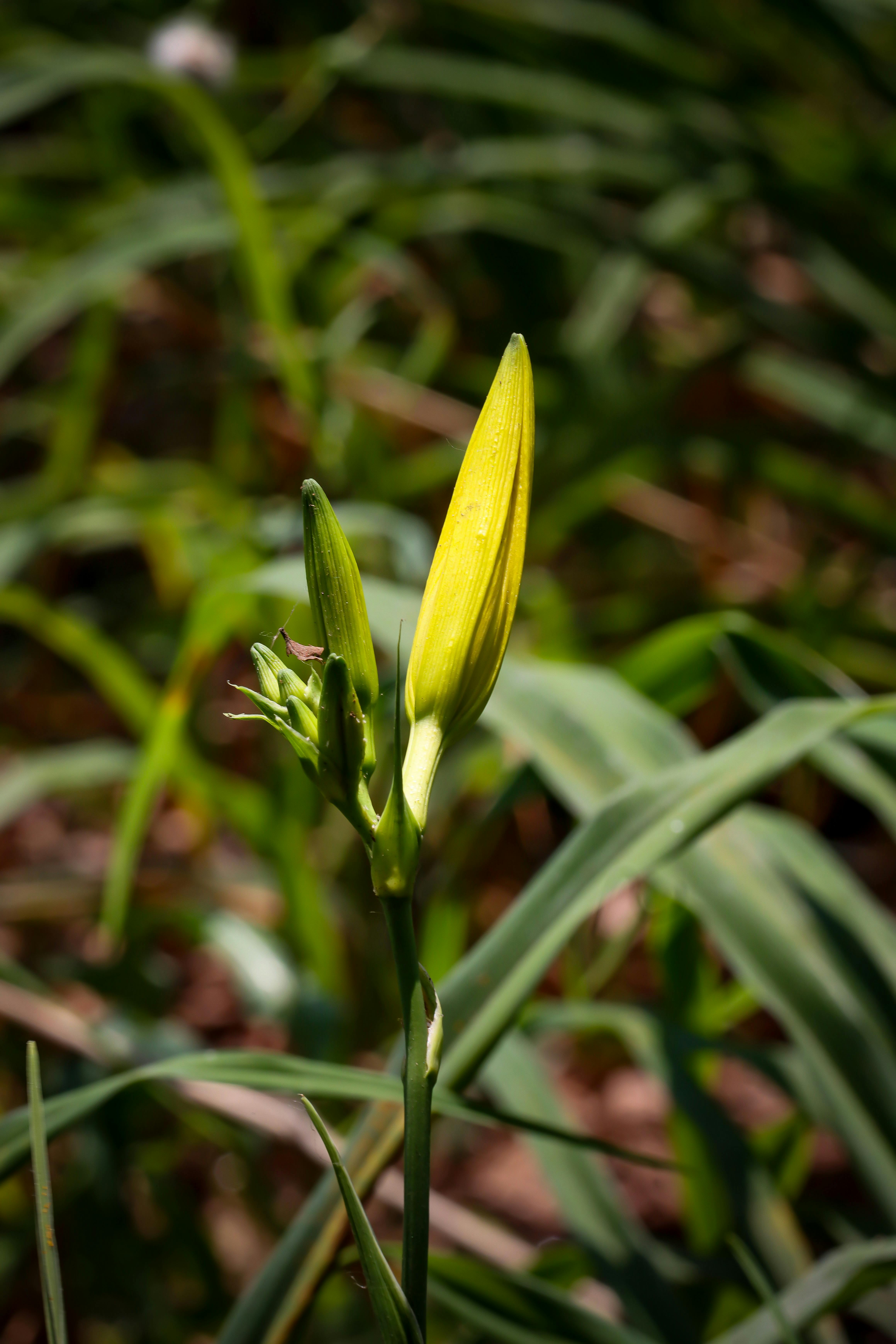 Budding Girls Photos, Download The BEST Free Budding Girls Stock Photos ...