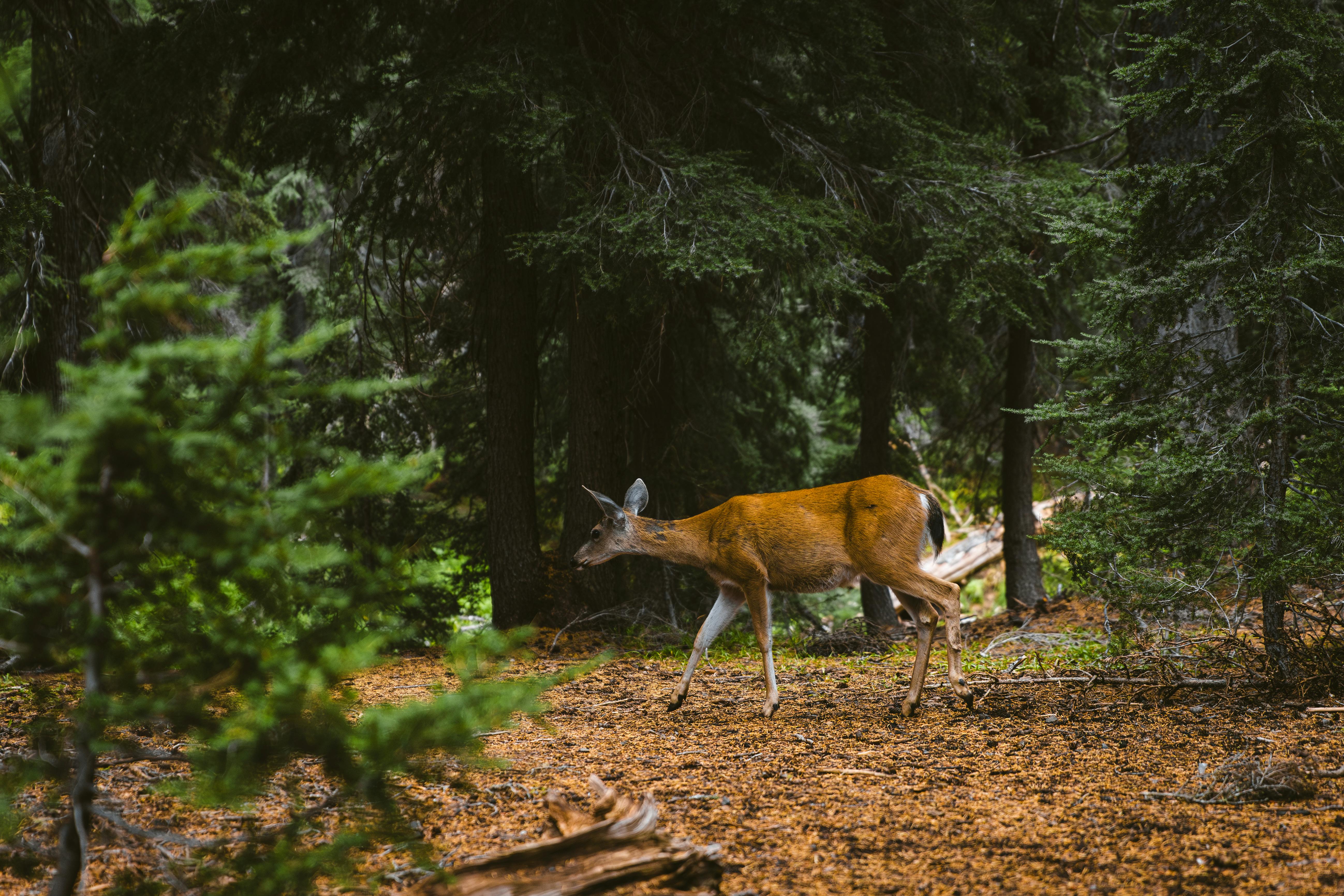 Black-Tailed Deer in Oregon Forest Scenery · Free Stock Photo