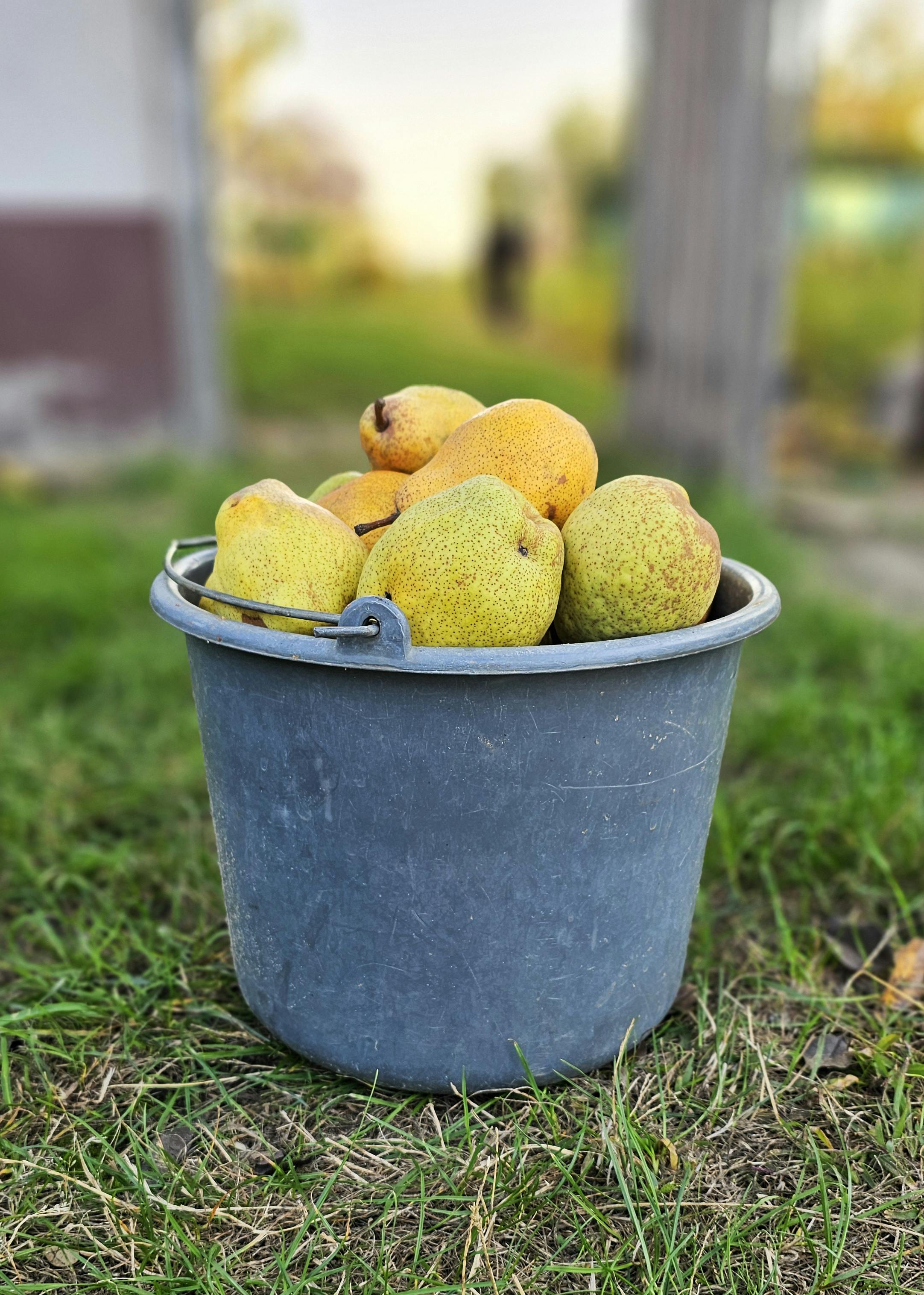 Freshly Harvested Pears in a Rustic Bucket · Free Stock Photo