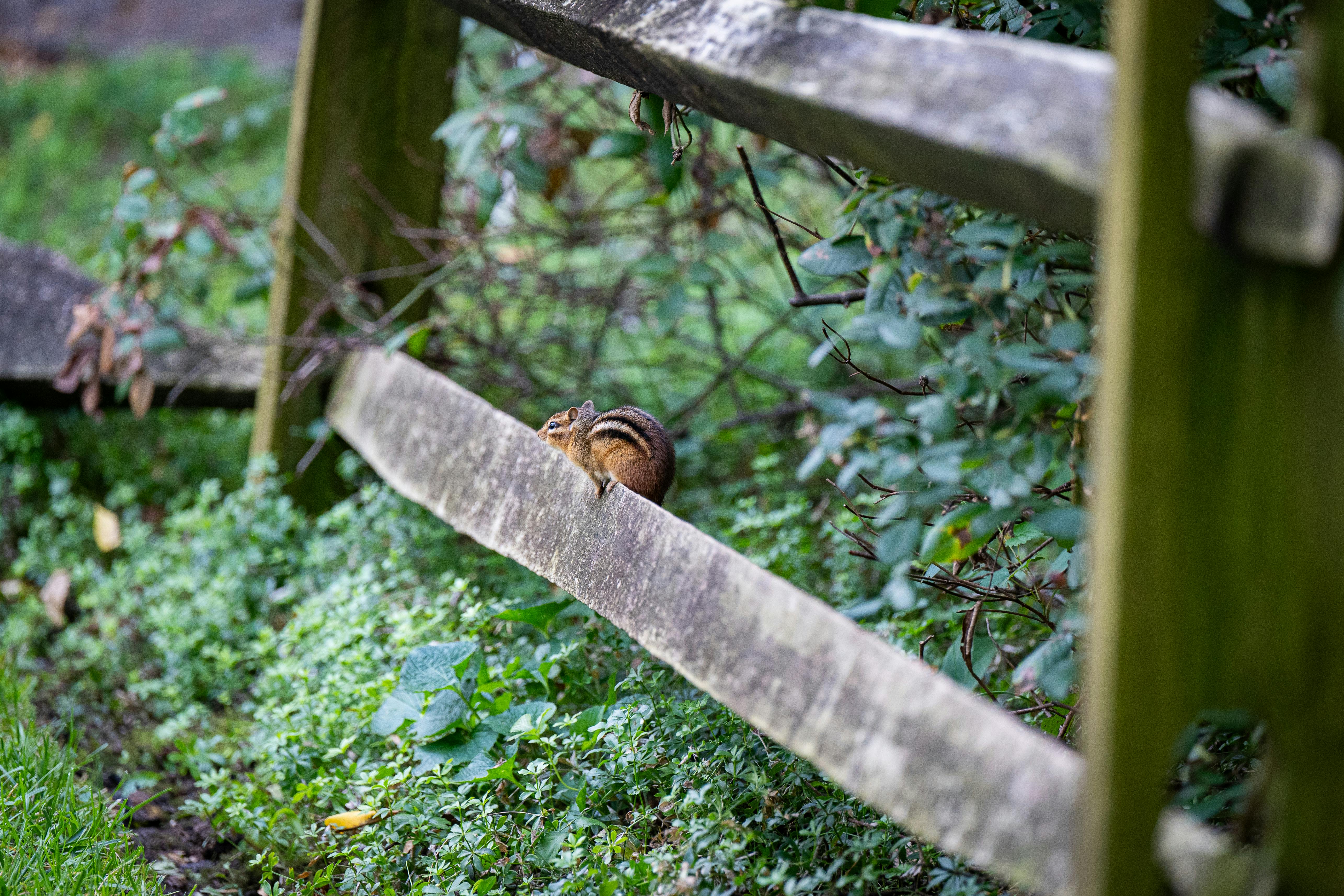 Chipmunk on Fence in Lush Greenery · Free Stock Photo
