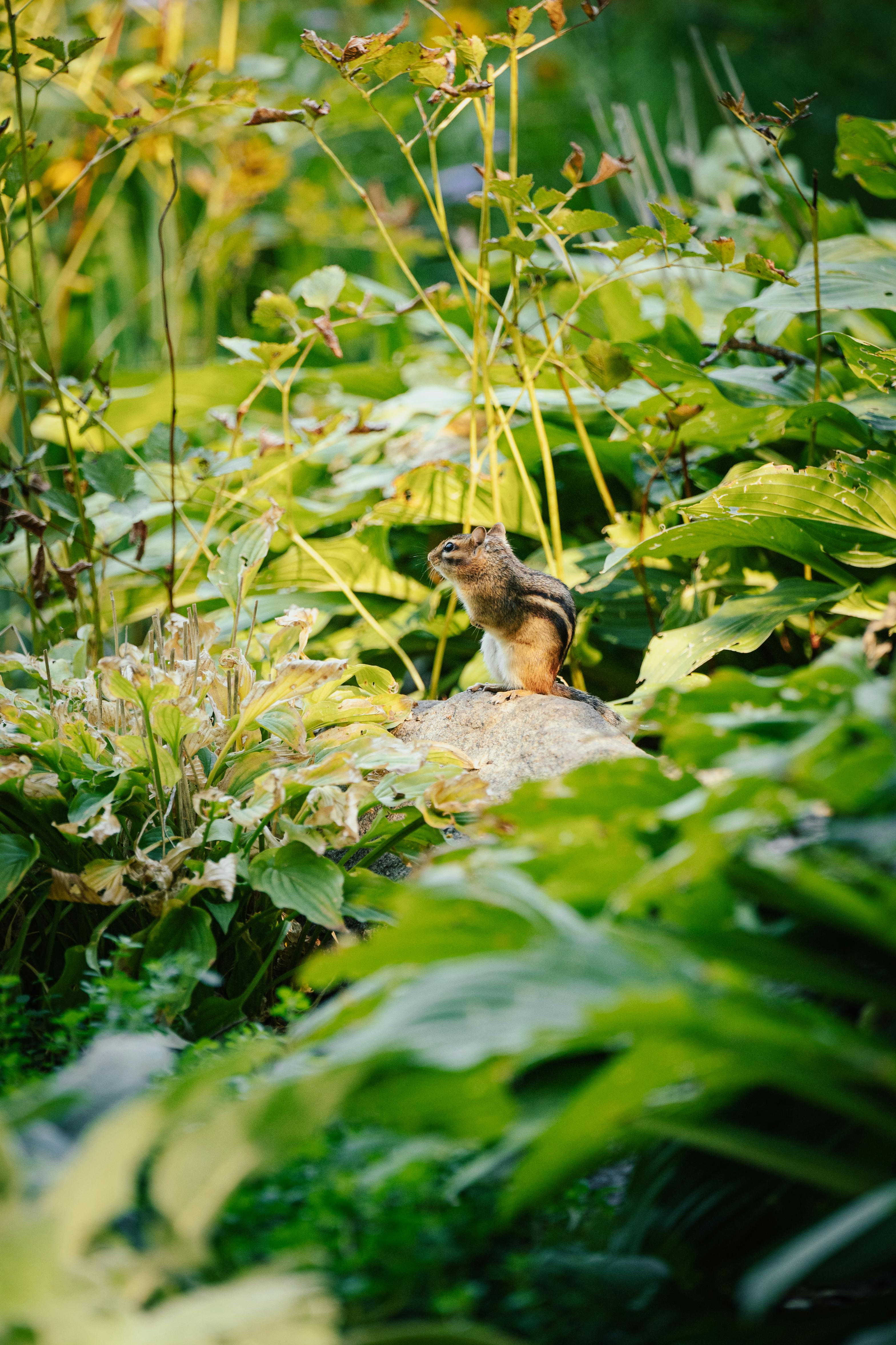 Chipmunk Appearance Photos, Download The BEST Free Chipmunk Appearance ...