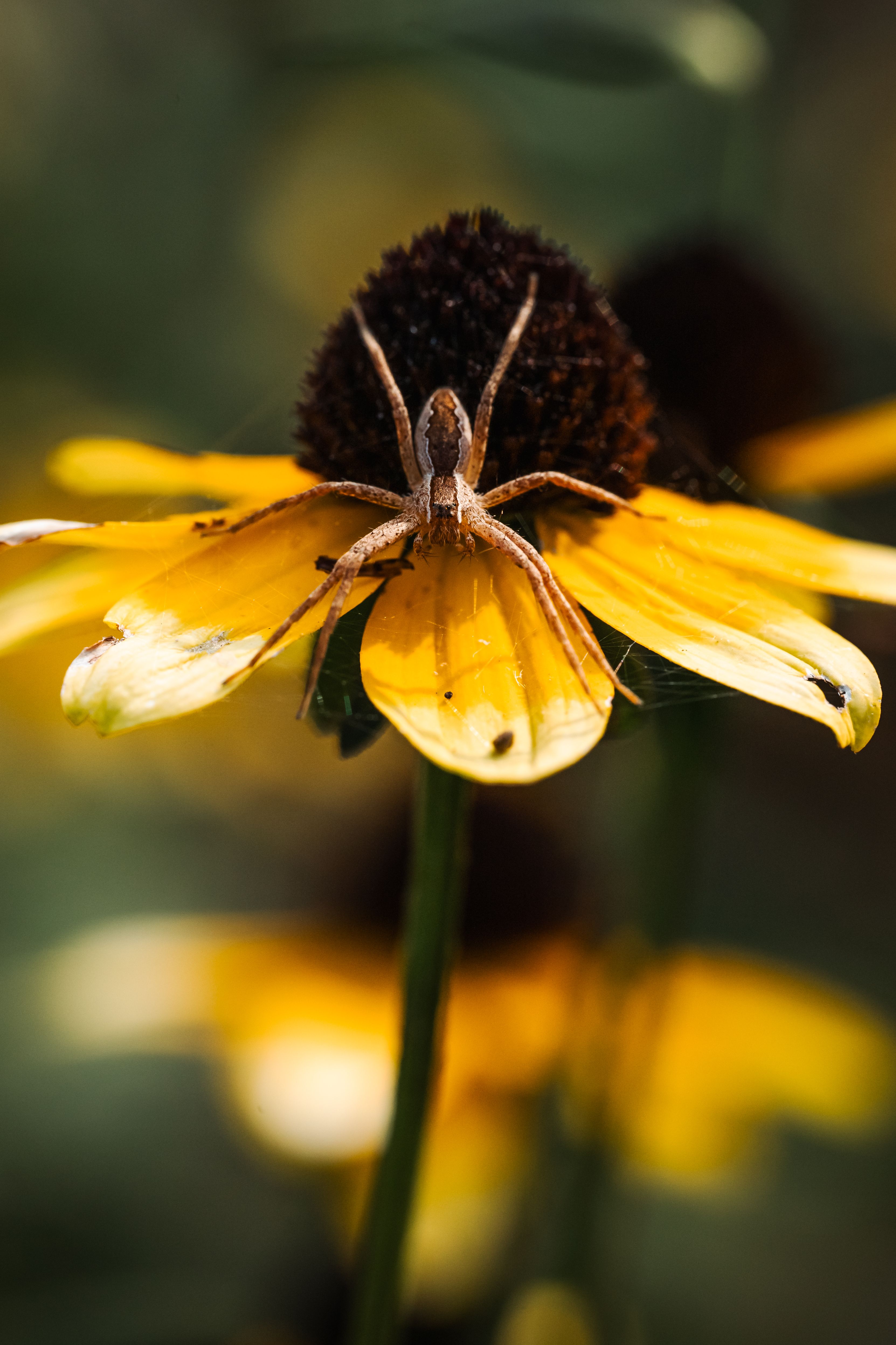 Yellow Flower with Spider Close-up Macro Photography · Free Stock Photo
