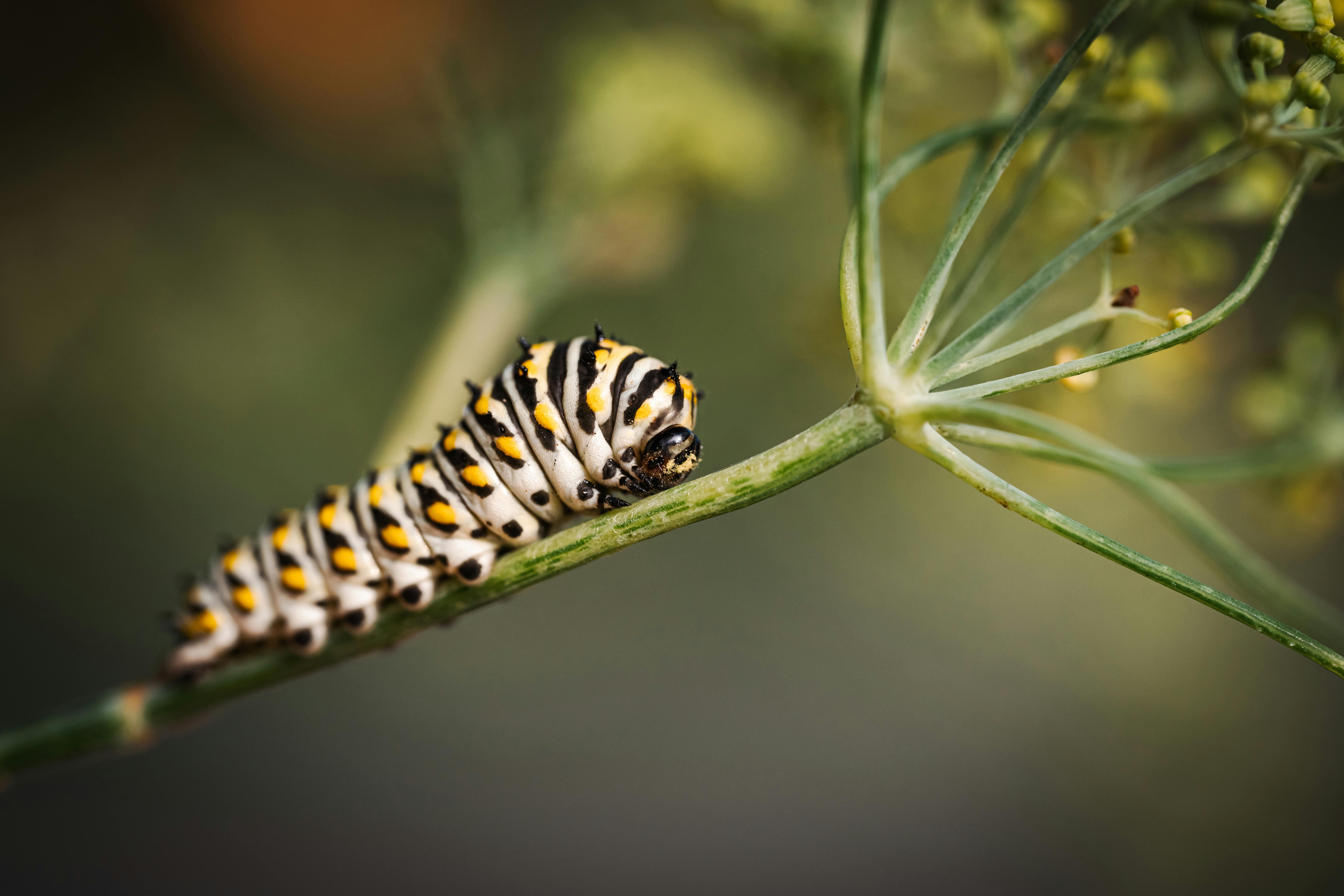 Striped Caterpillar on Dill Plant in Nature · Free Stock Photo