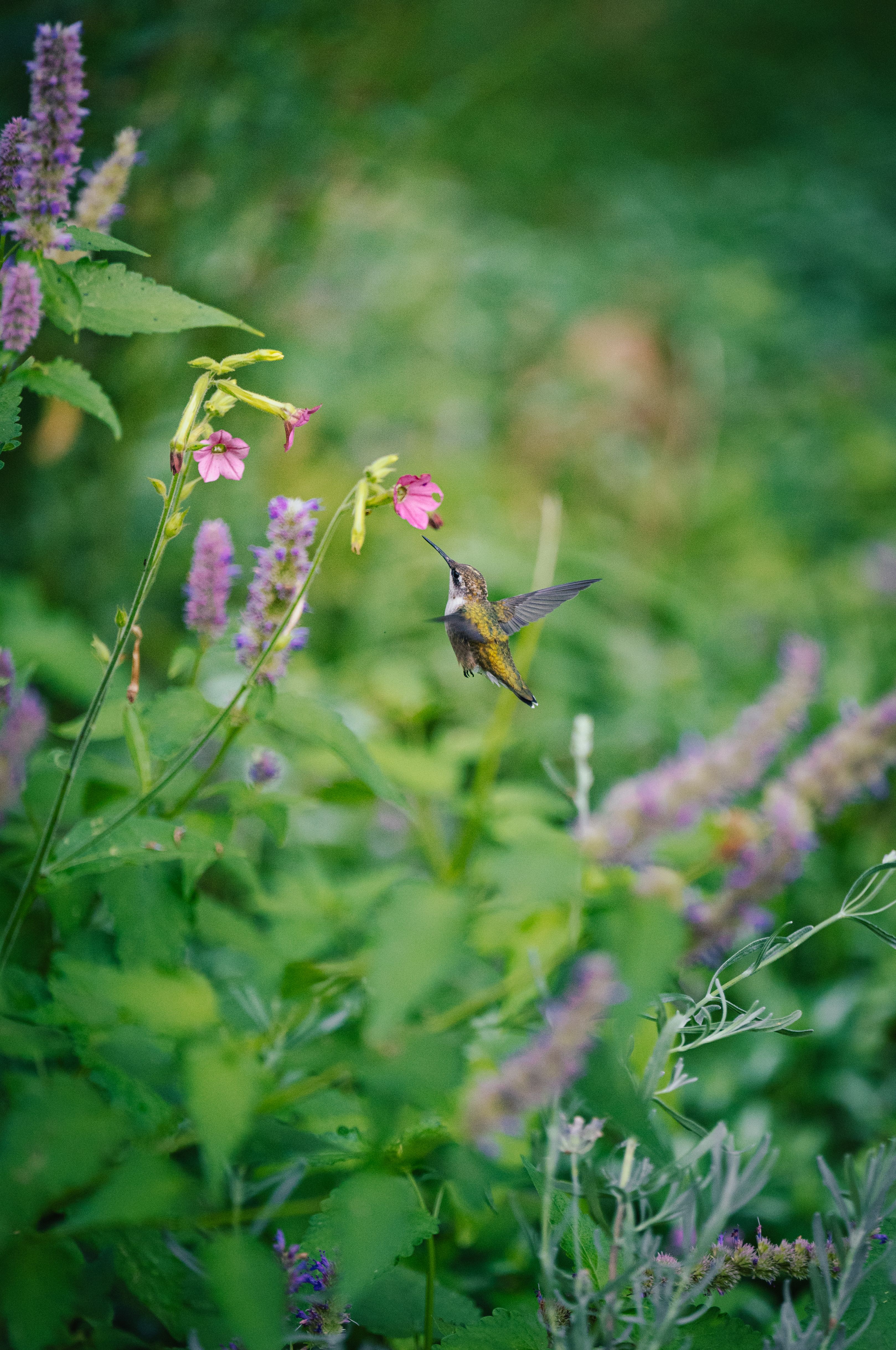 Hummingbird Feeding on Vibrant Summer Flowers · Free Stock Photo