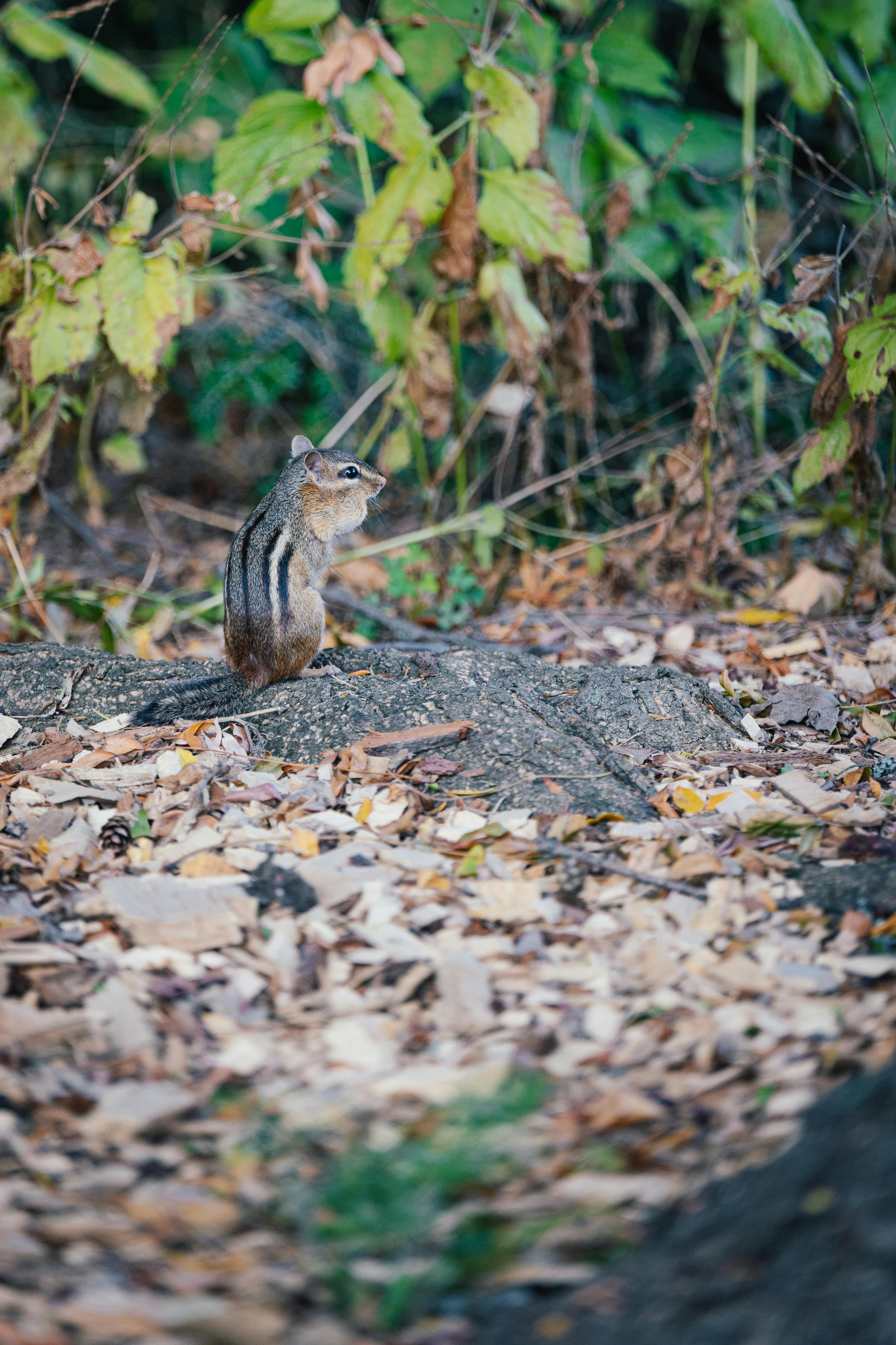 Eastern Chipmunk in Natural Leafy Habitat · Free Stock Photo