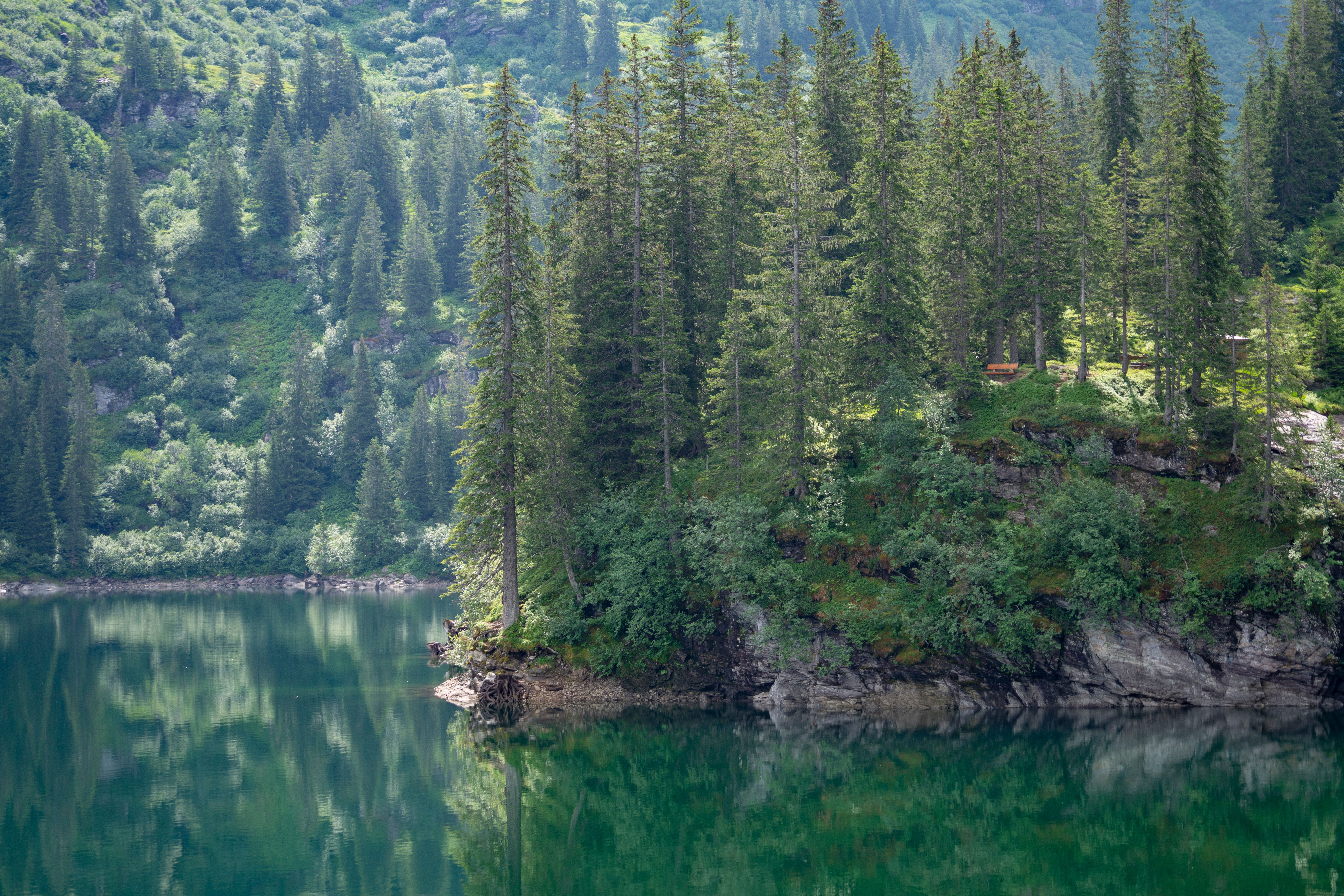 Bosque De Pinos Sereno Que Se Refleja En Un Lago Tranquilo · Foto de ...